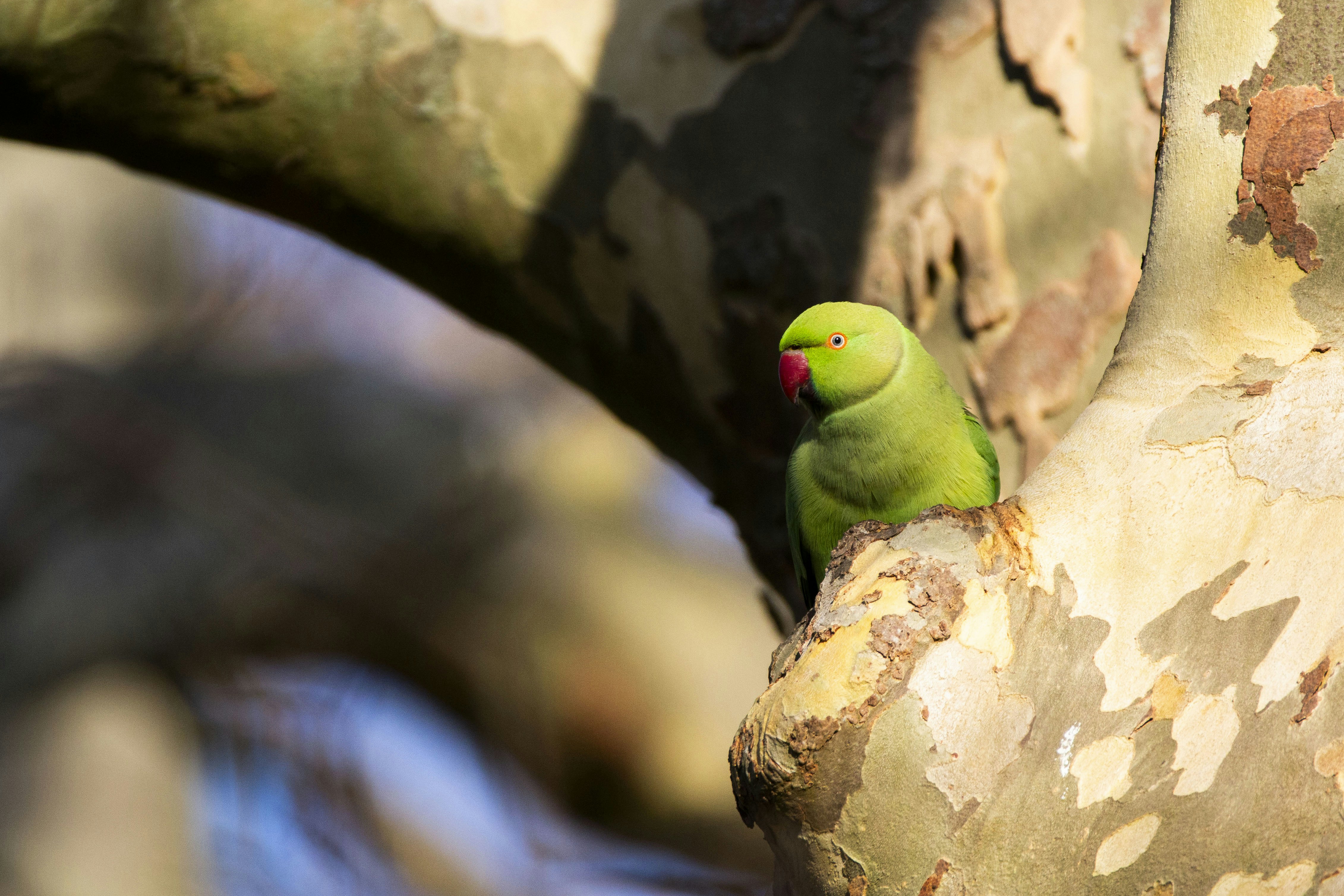 Emerald Beak in the Bark: a Green Parrot on Dappled Branch