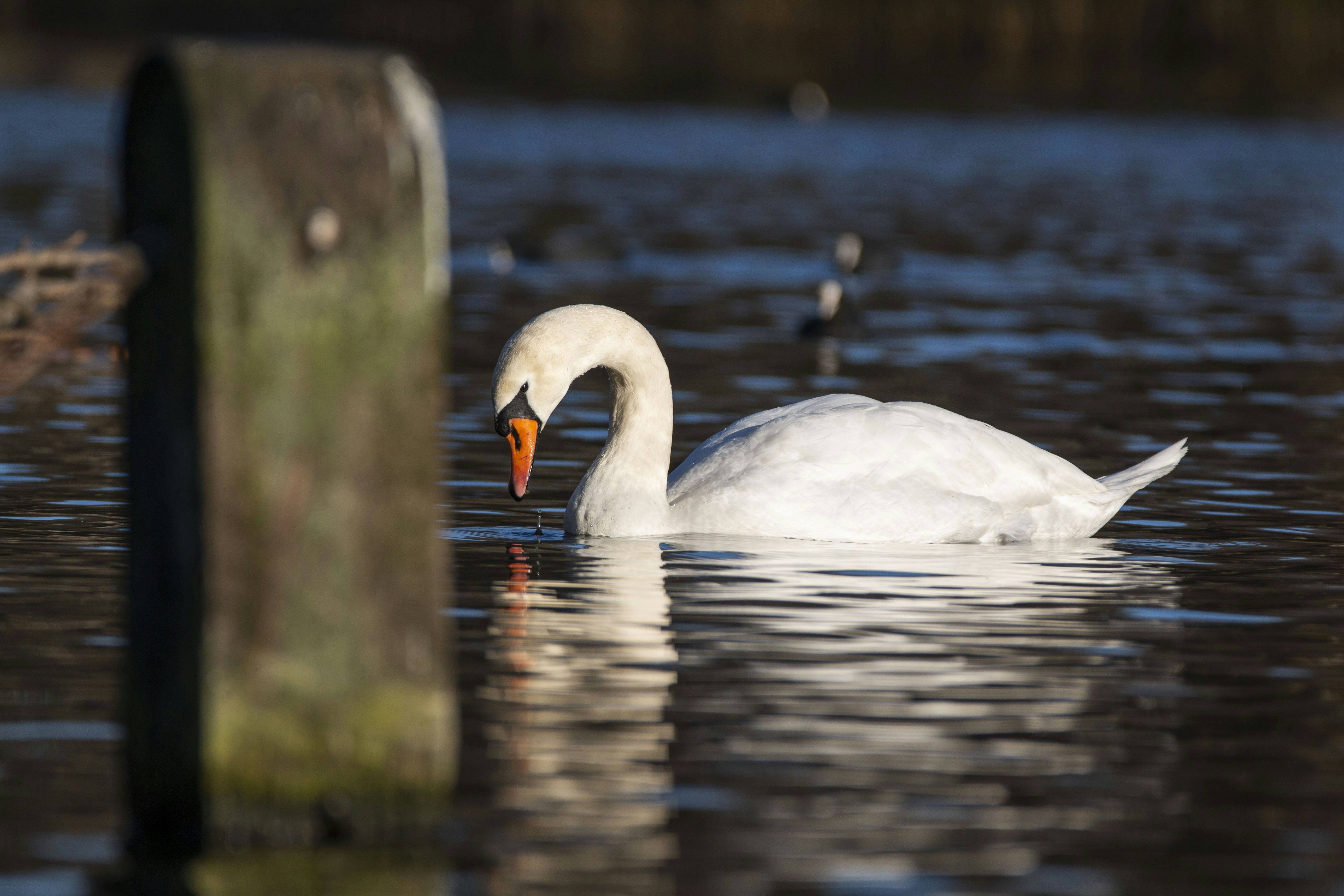 Swan Sentinel: Quiet Glide by a Weathered Post