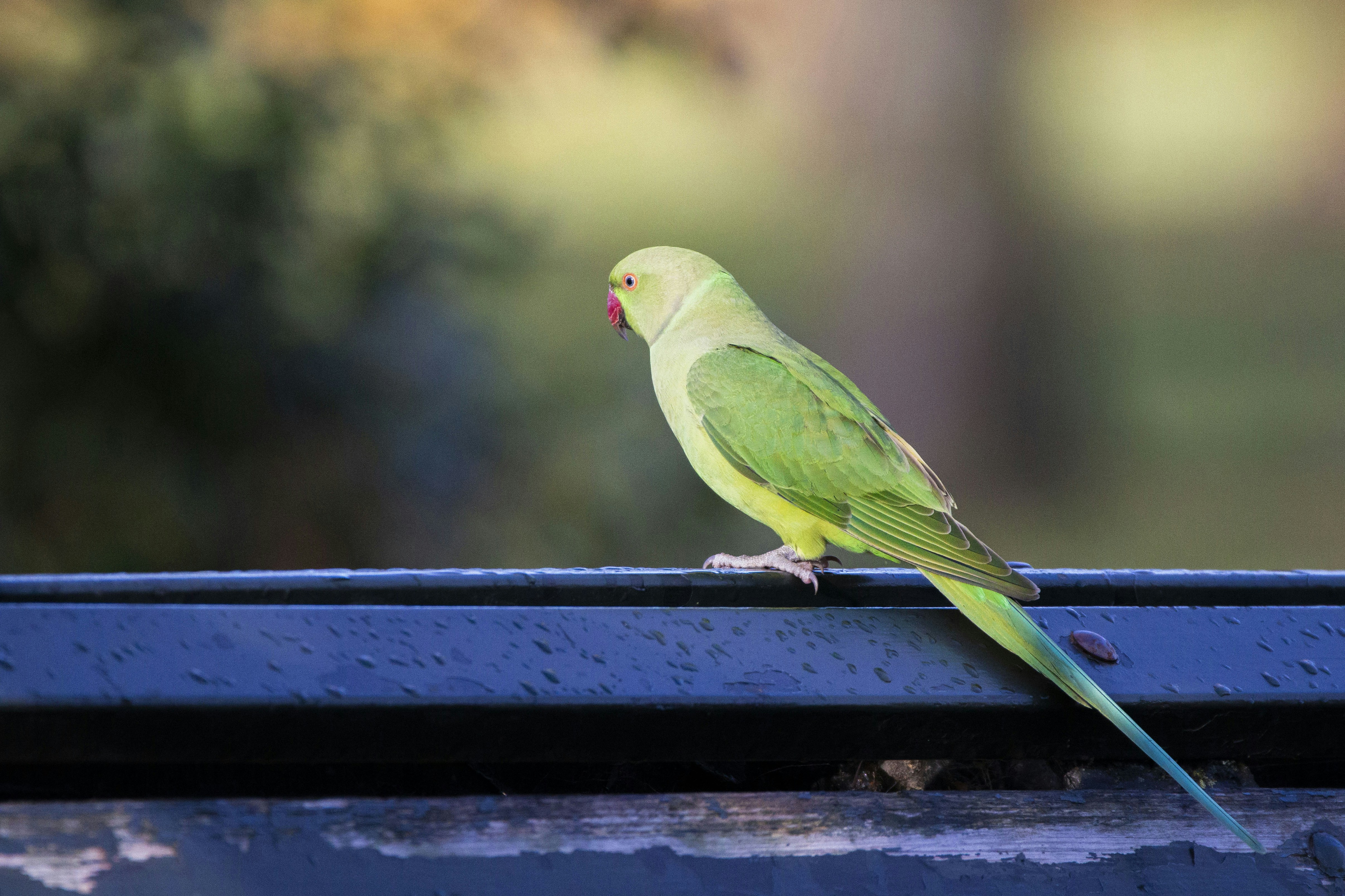 Emerald On the Rail: A Green Parrot Poised on the Fence