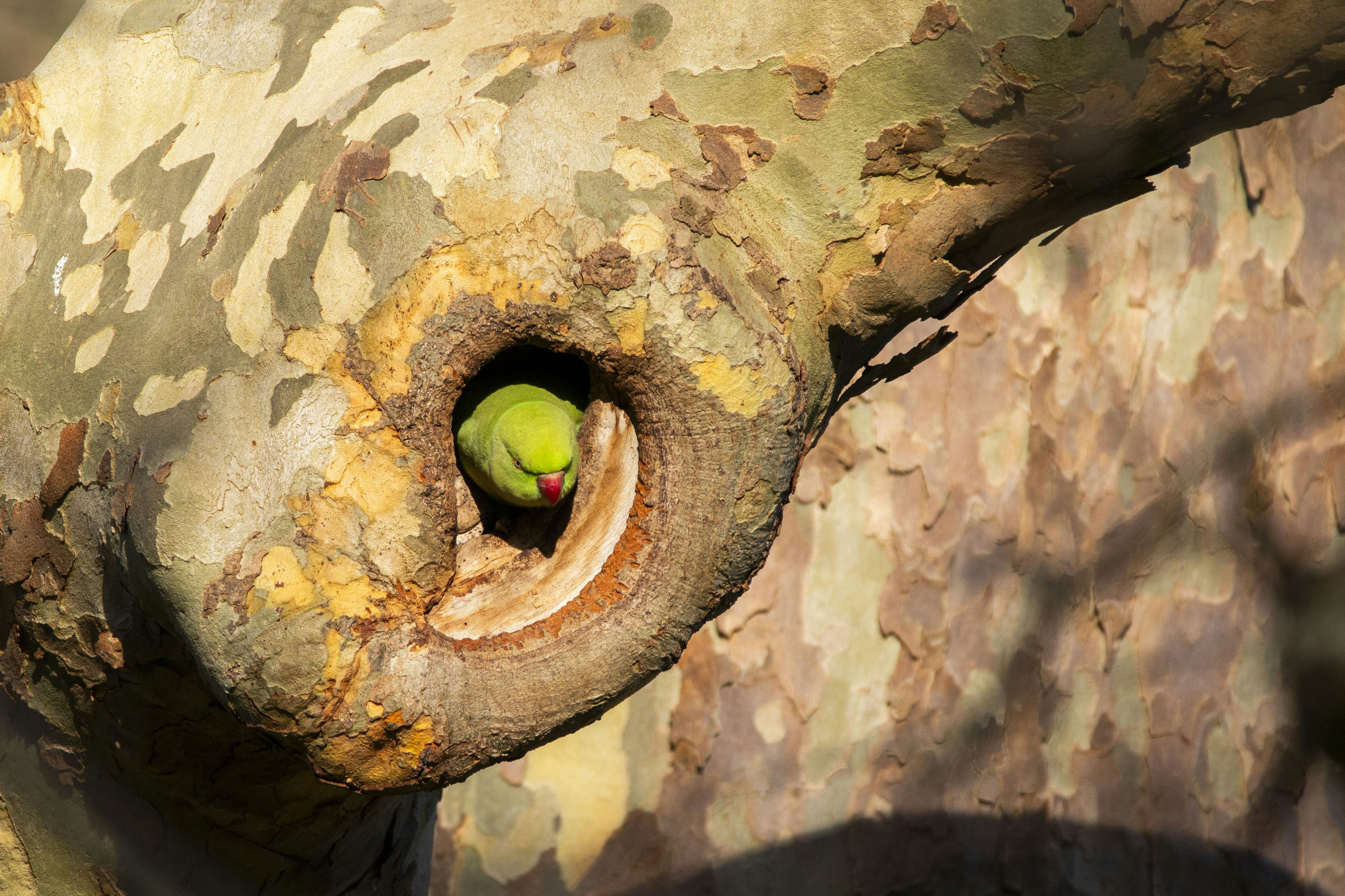 Emerald Eye in the Bark: A Tiny Green Visitor in a Tree Knot