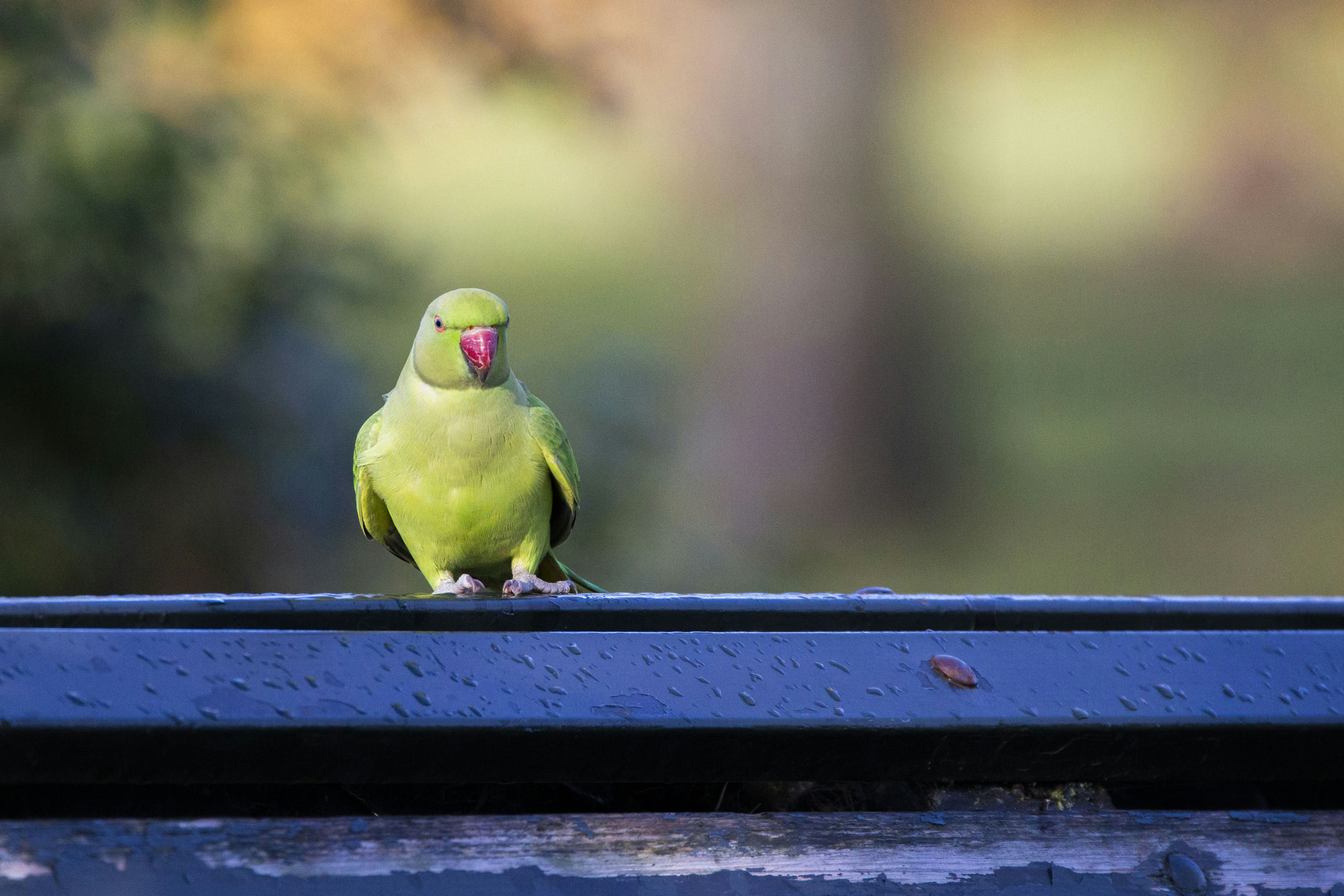 Green Parrot on a Blue Rail Beneath a Soft-Bokeh Park