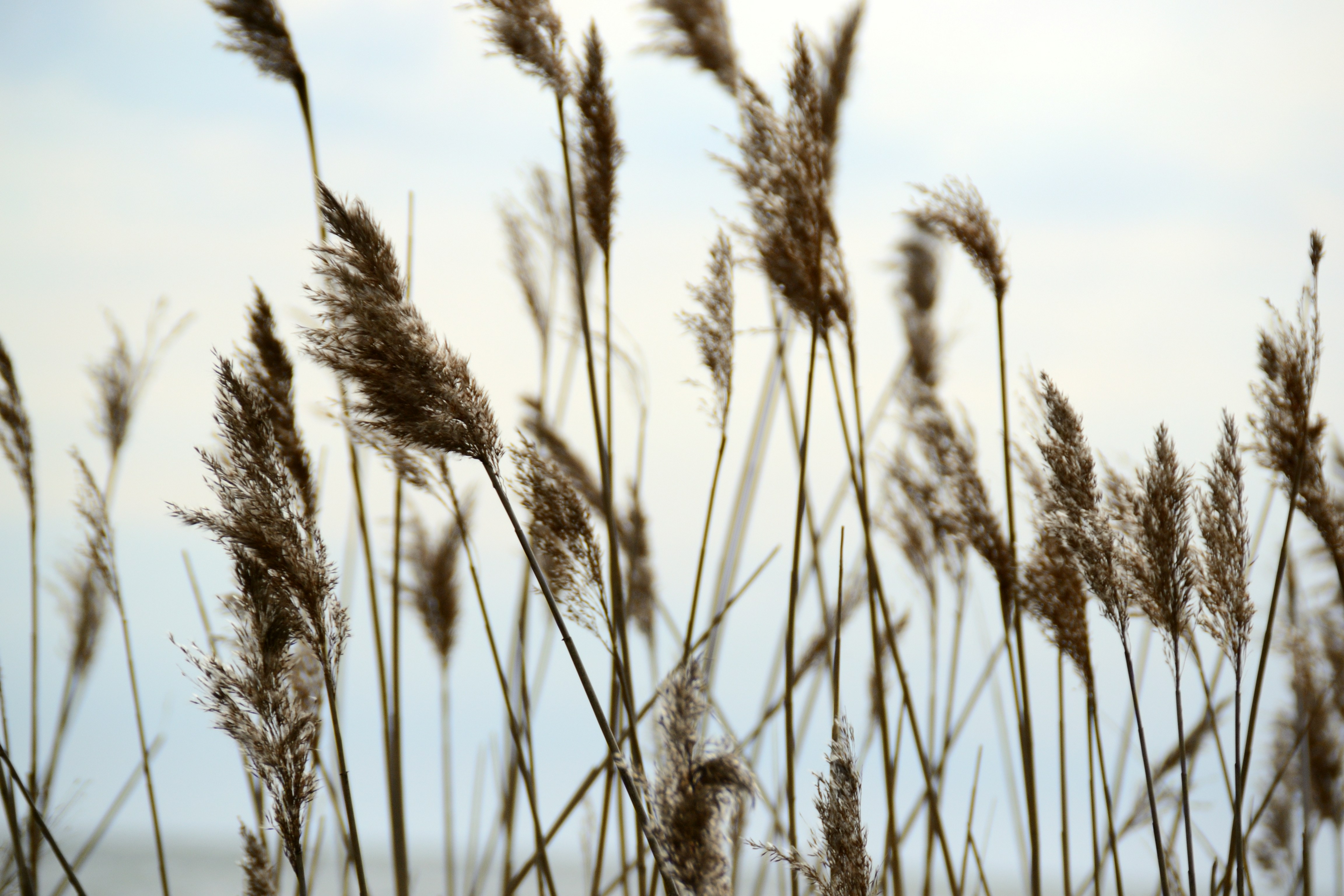 Reed Silhouettes against a Misty Horizon