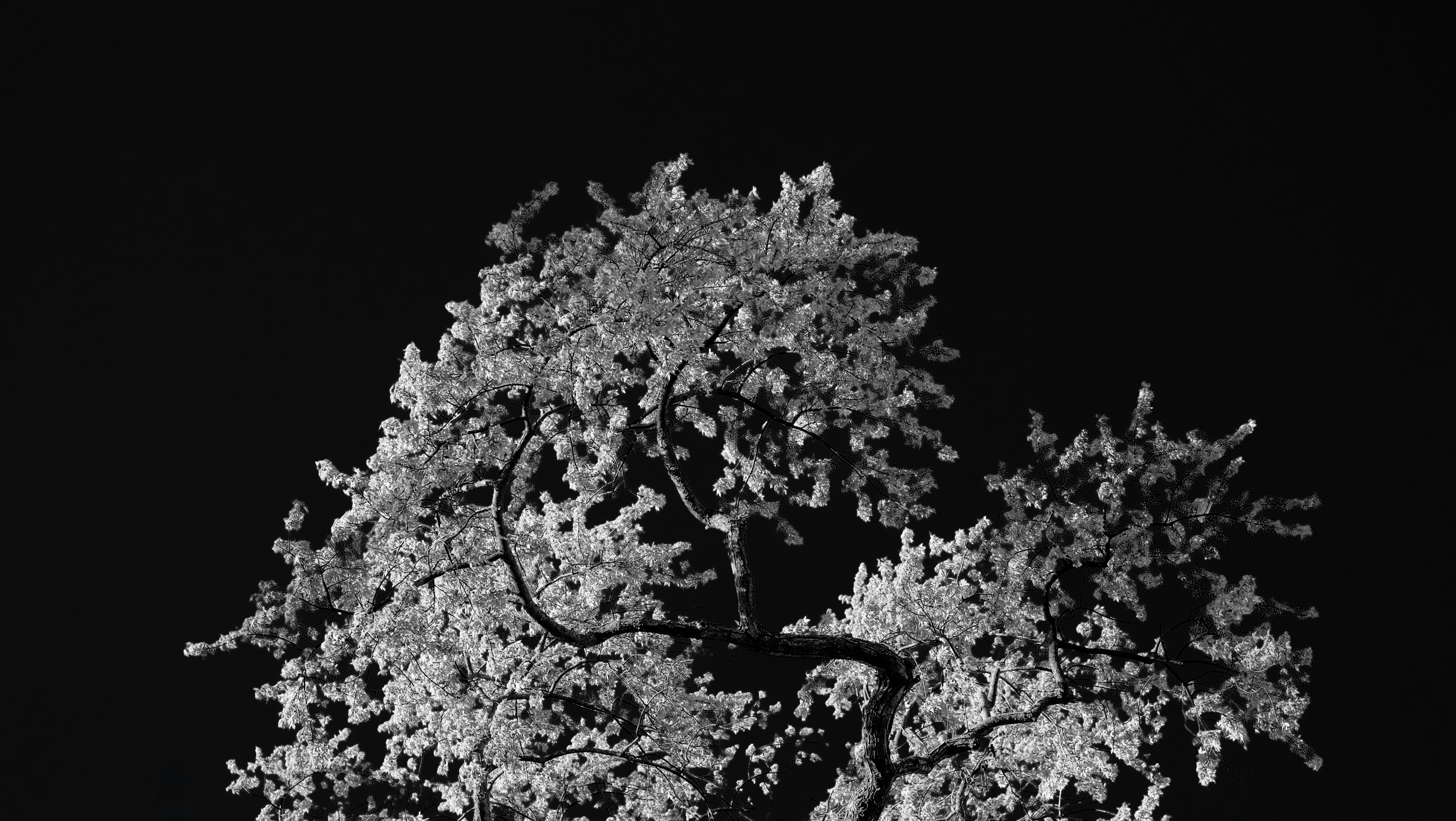 Luminous Canopy in Night Silence