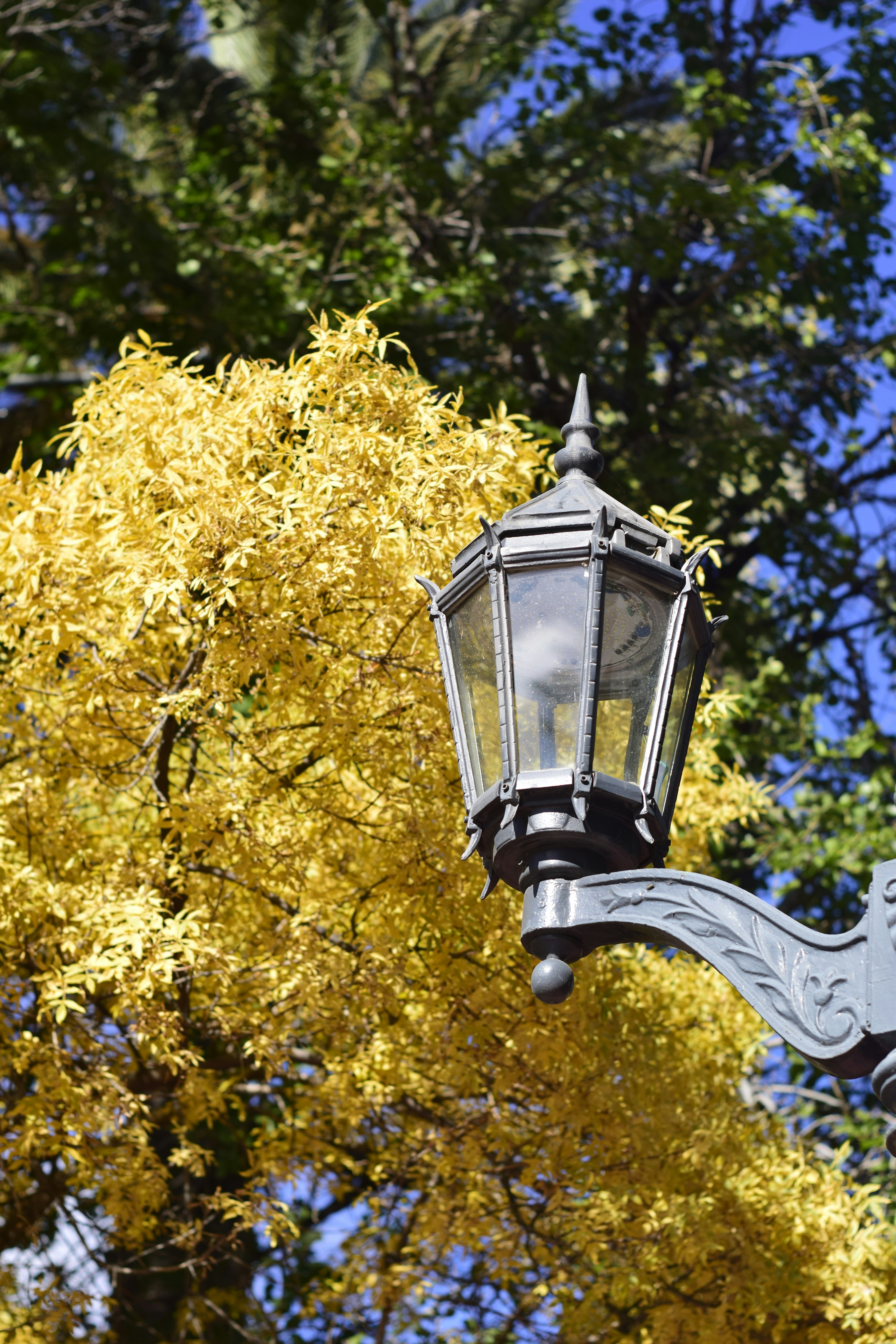 Golden Foliage Meets Lantern Light