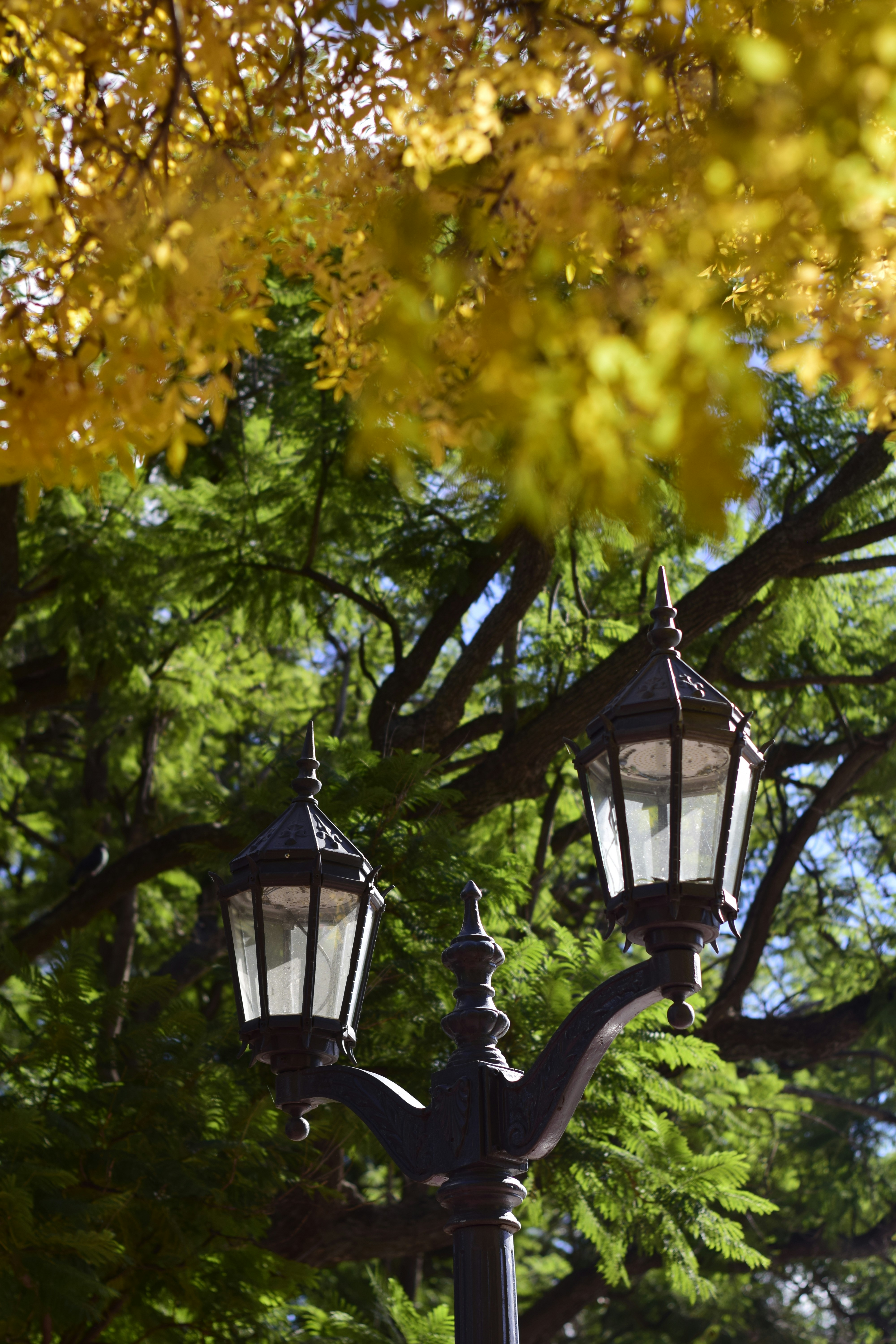 Golden Canopy Arches: A Lantern Amid Autumn Gold