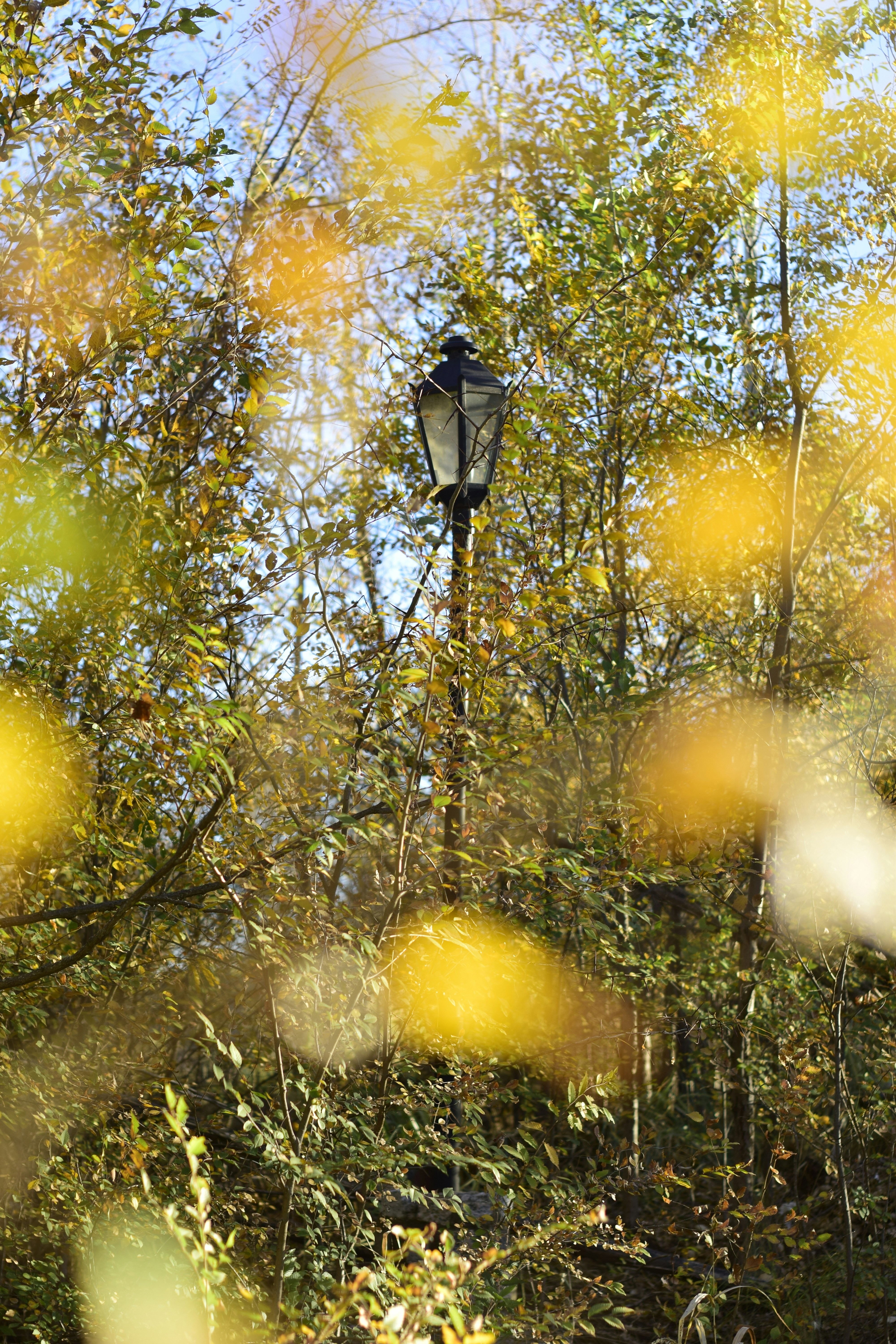 Old Lantern Amid Autumn Foliage