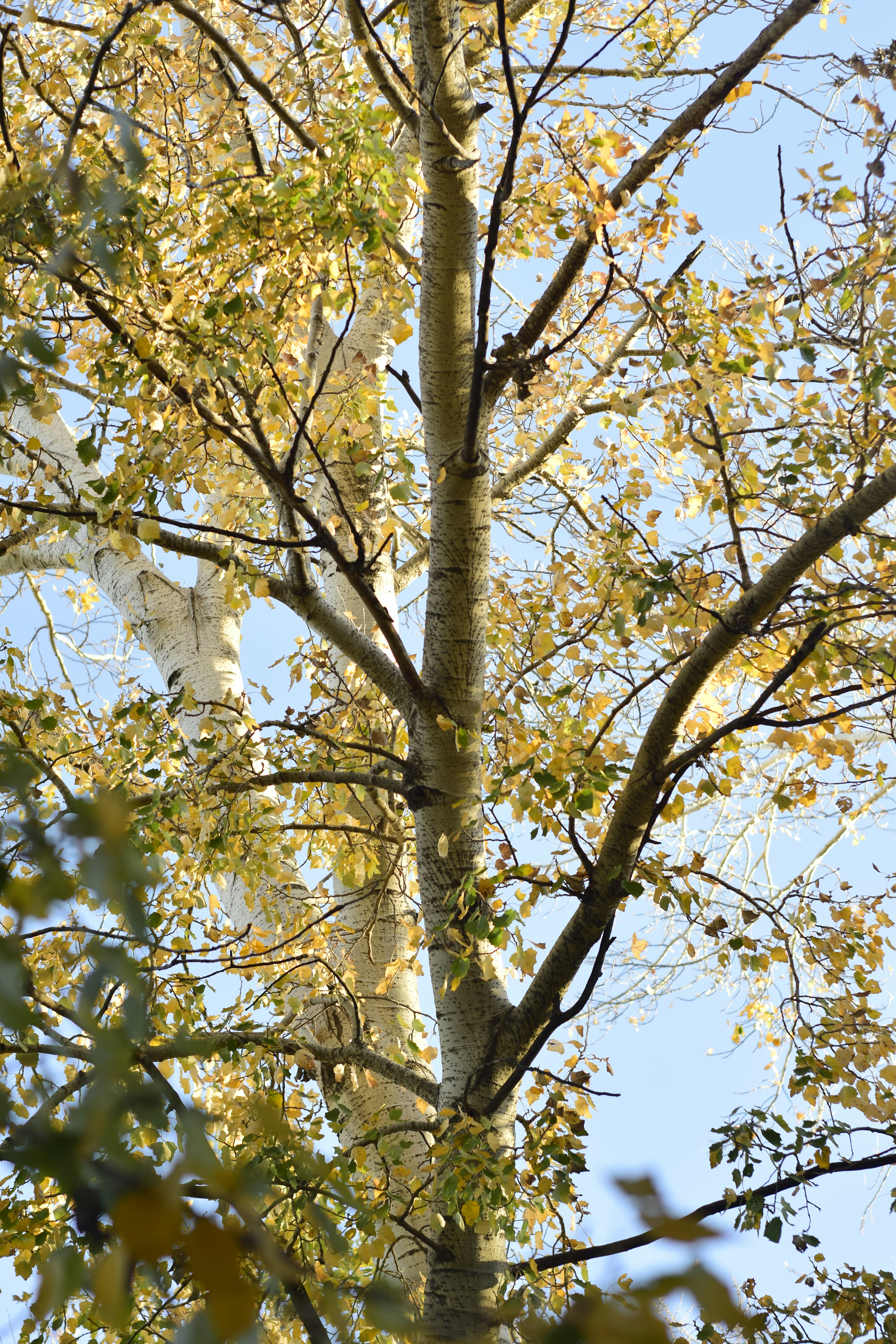 Autumn Cathedral: Sunlit Birch and Golden Leaves Reaching Toward a Clear Sky