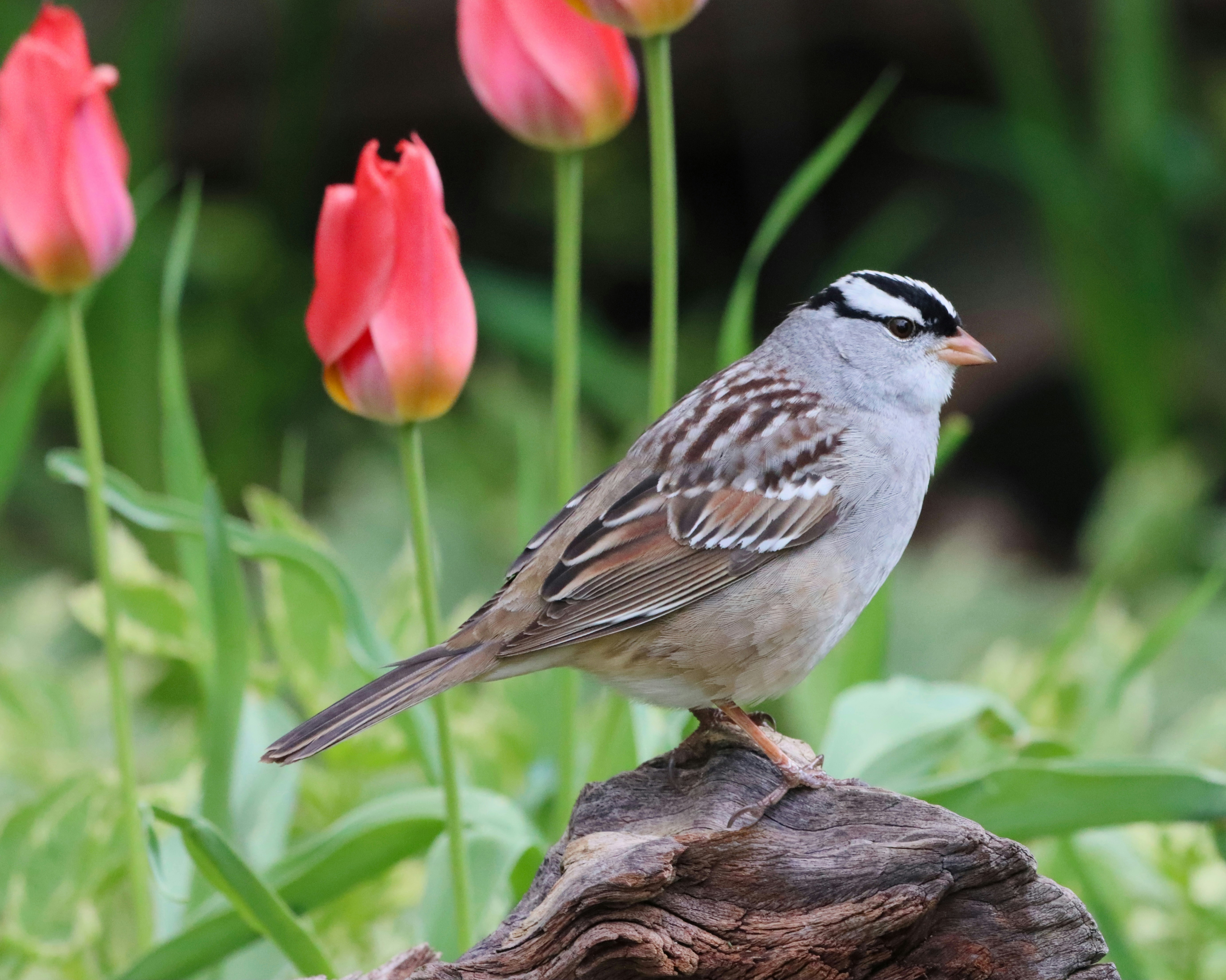 Perched Warbler Among Coral Tulips
