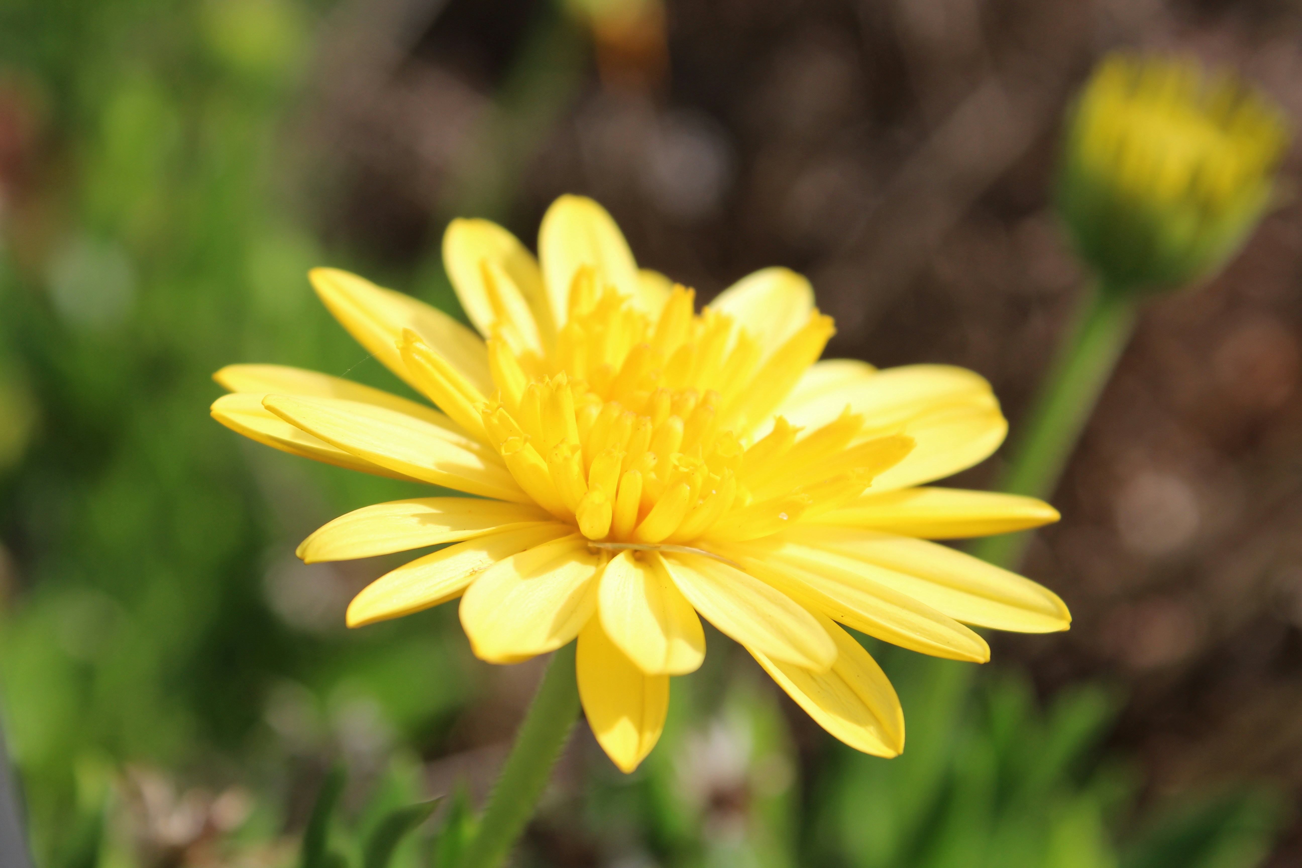 Sunlit Center Bloom: A Yellow Daisy in Focus