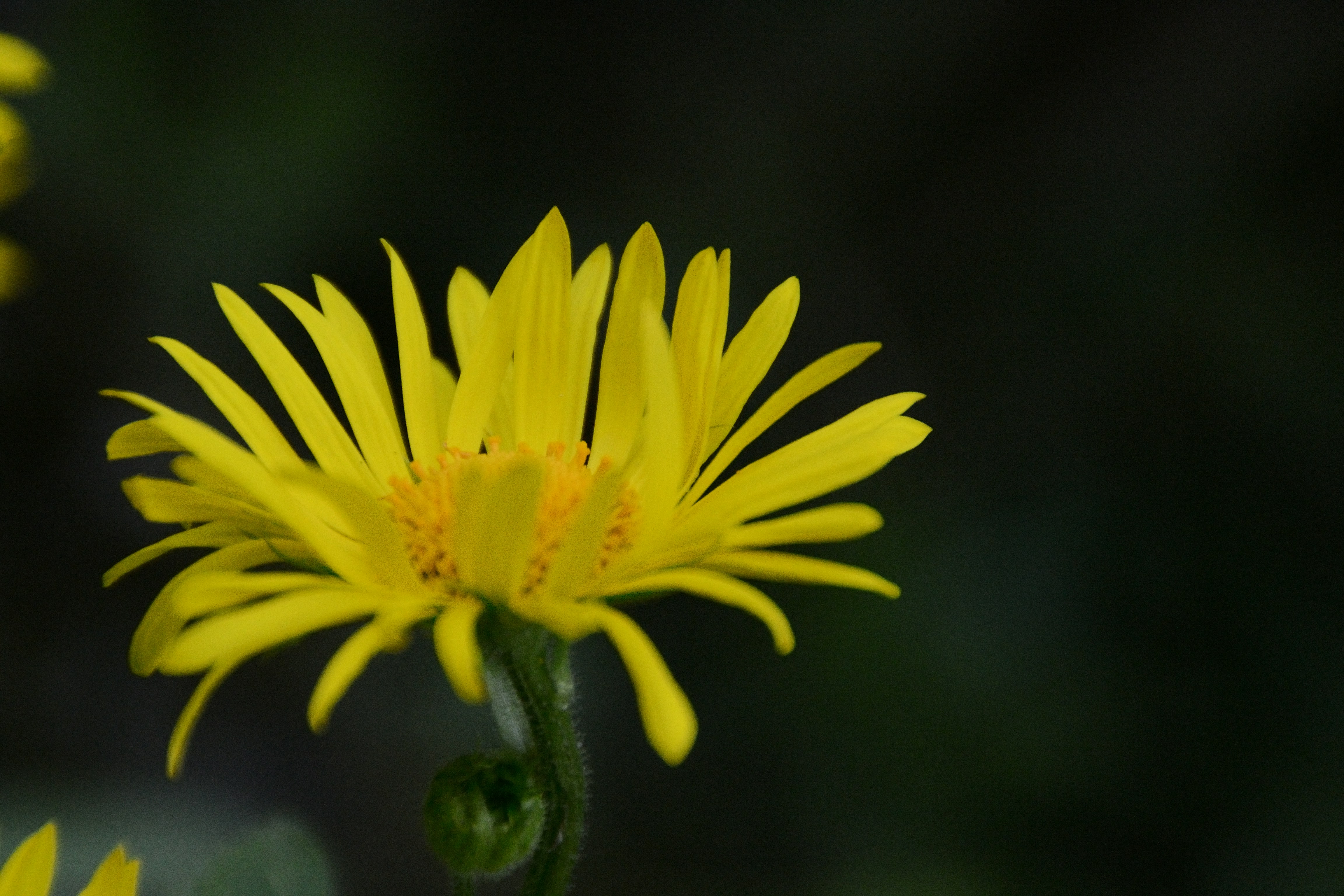 Yellow Bloom in Soft Focus Night Garden