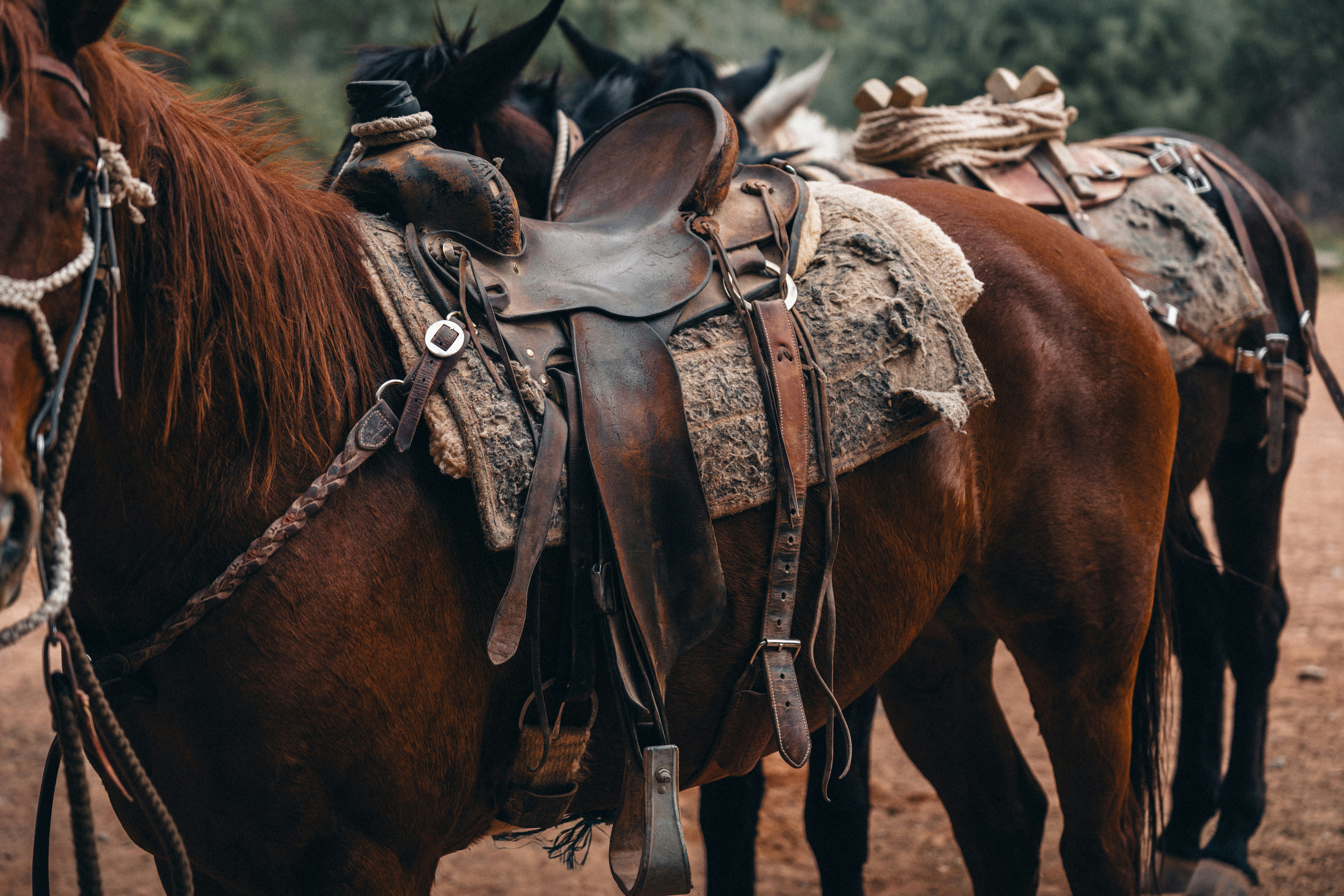 Saddled Silence: A Row of Horseback Gear in Quiet Gathering