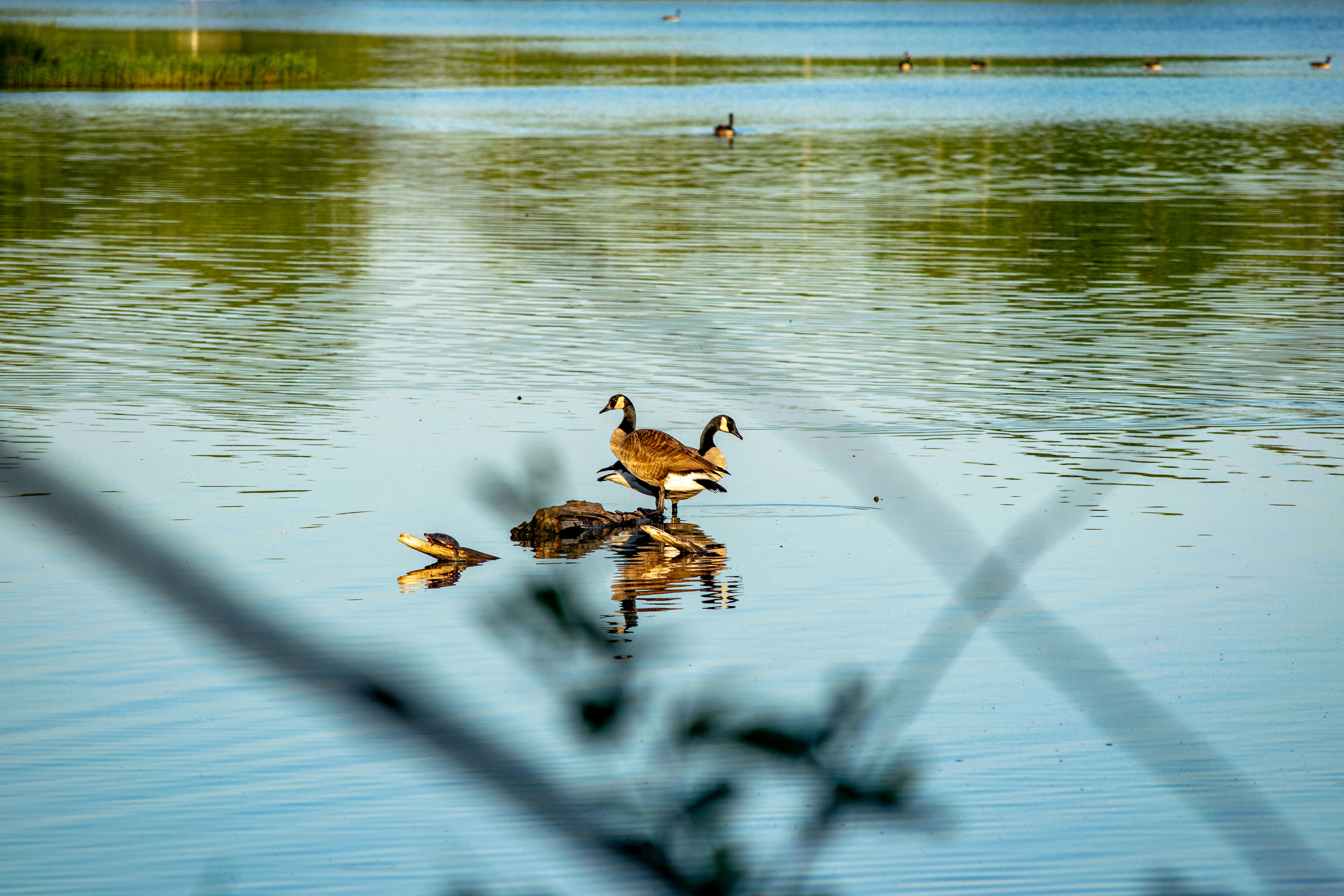 Trio of Ducks on a Quiet Lake at Dusk