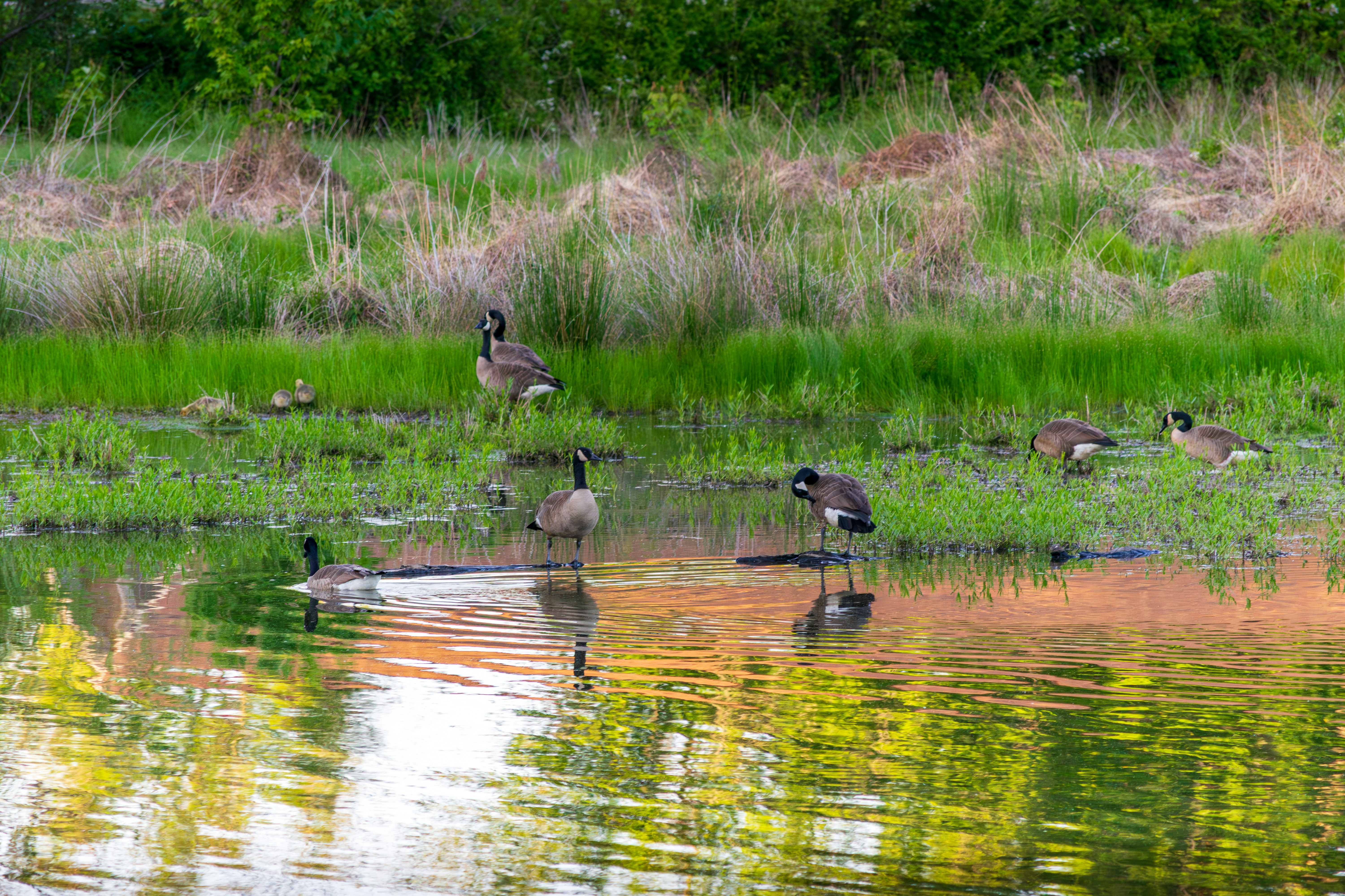 Cooperative Waders at the Calm Edge