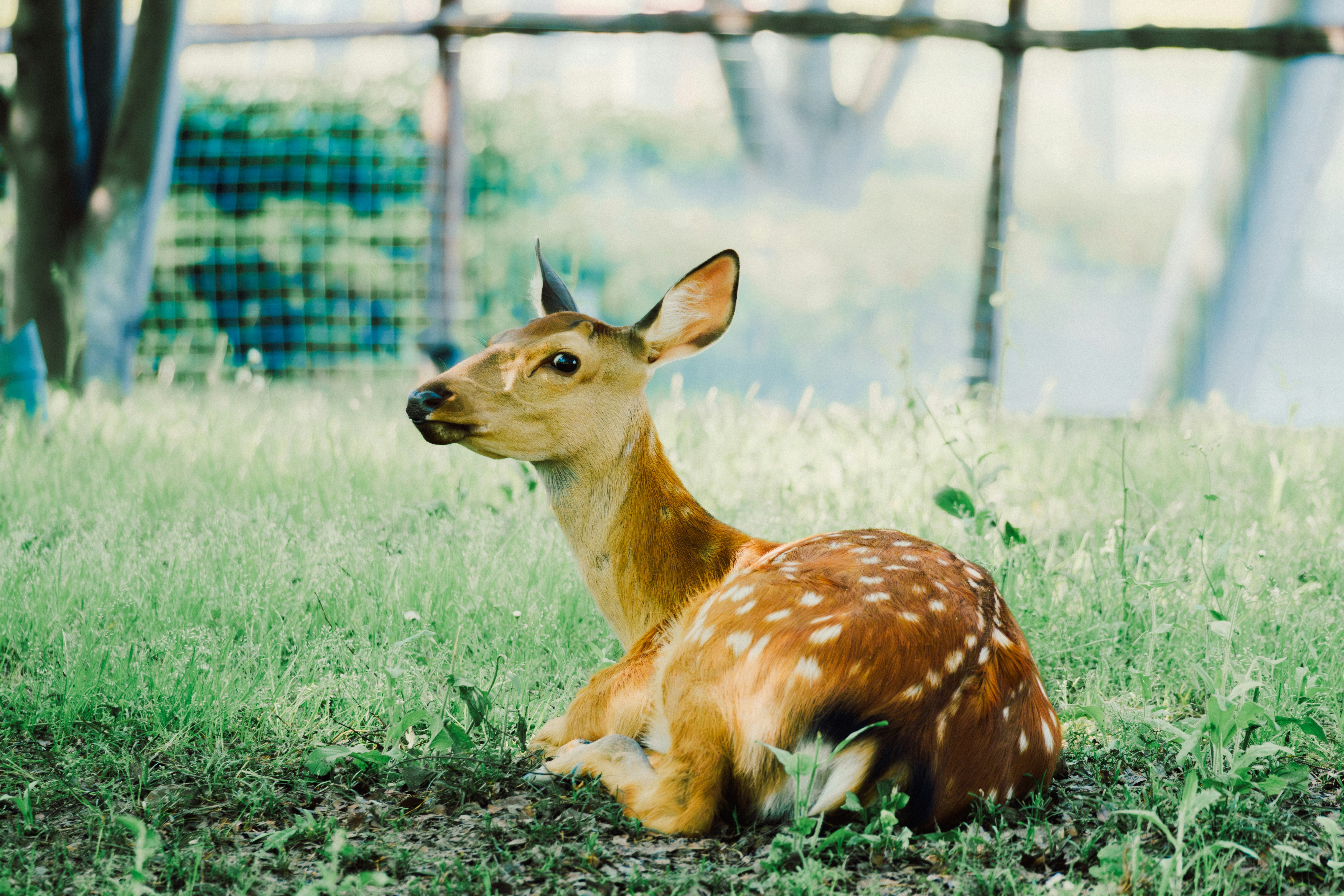 Curled in the Green Afternoon: A Fawn Resting in Dappled Light