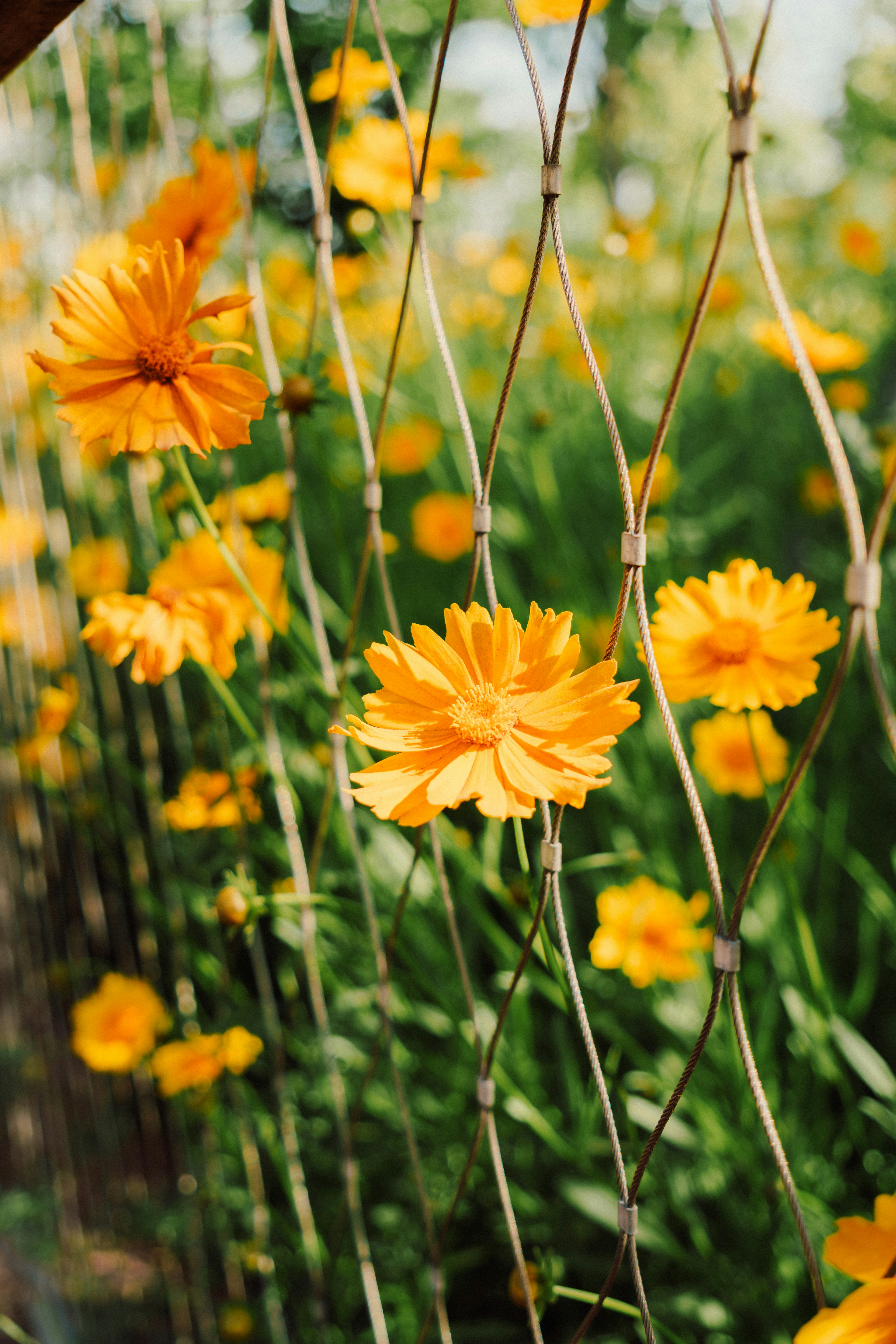 Orange Cosmos in a Woven Fence Garden