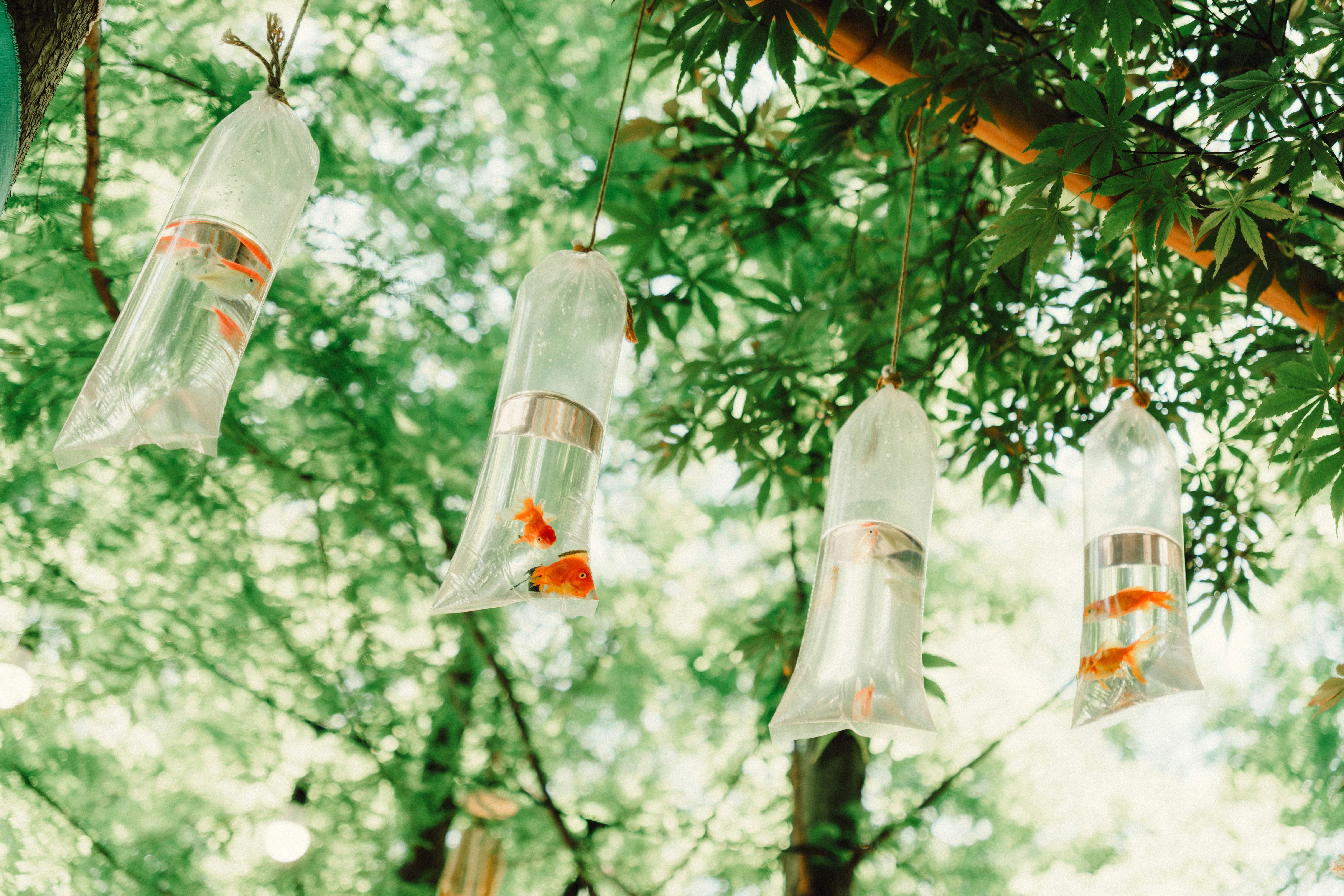 Aquatic Lanterns in the Canopy