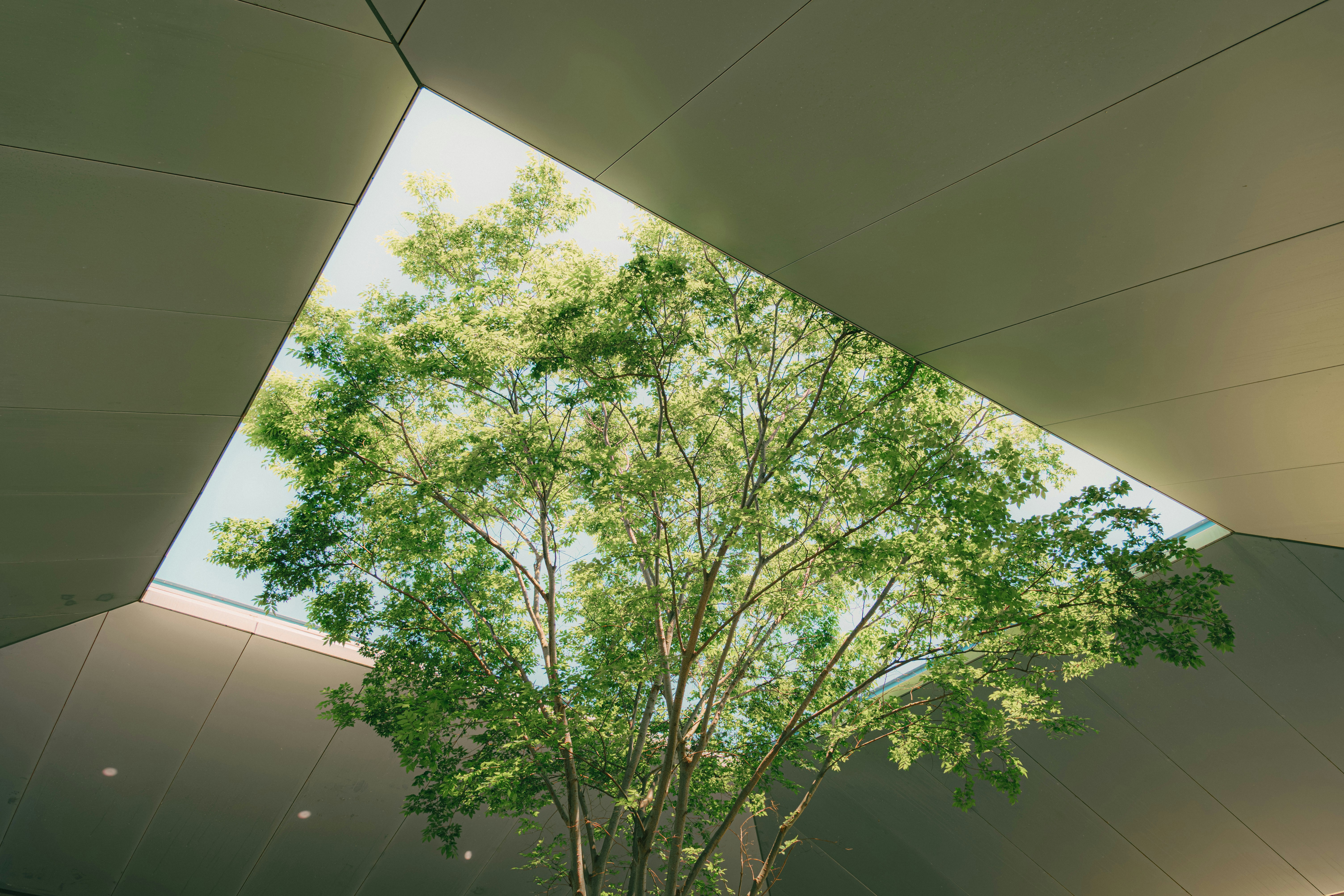 Skyward Cutout: Sunlit Tree Framed by Modern Roof Openings