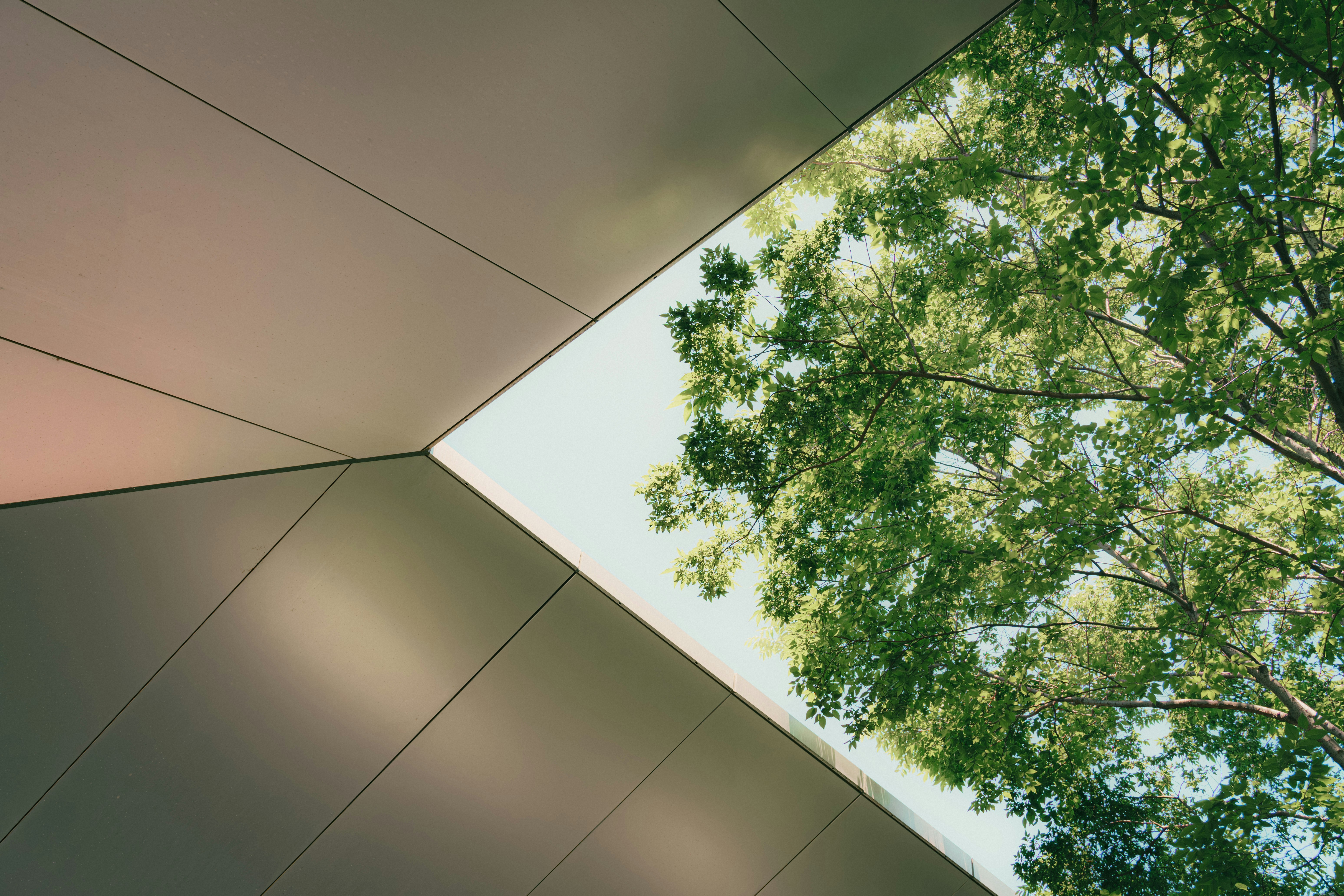 Angular Edges Meet Verdant Canopy