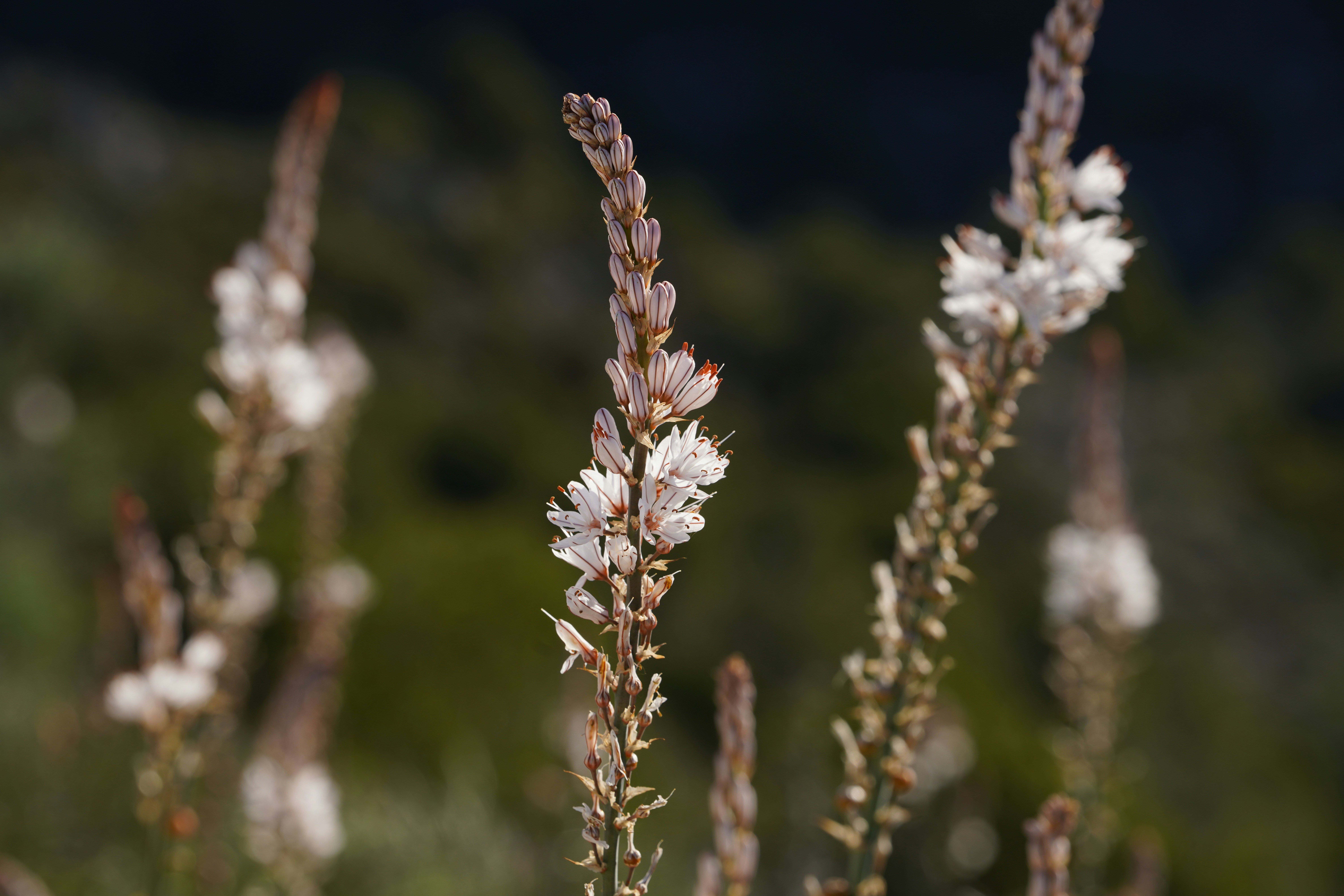 Floral Spire: White blossoms against a distant green haze