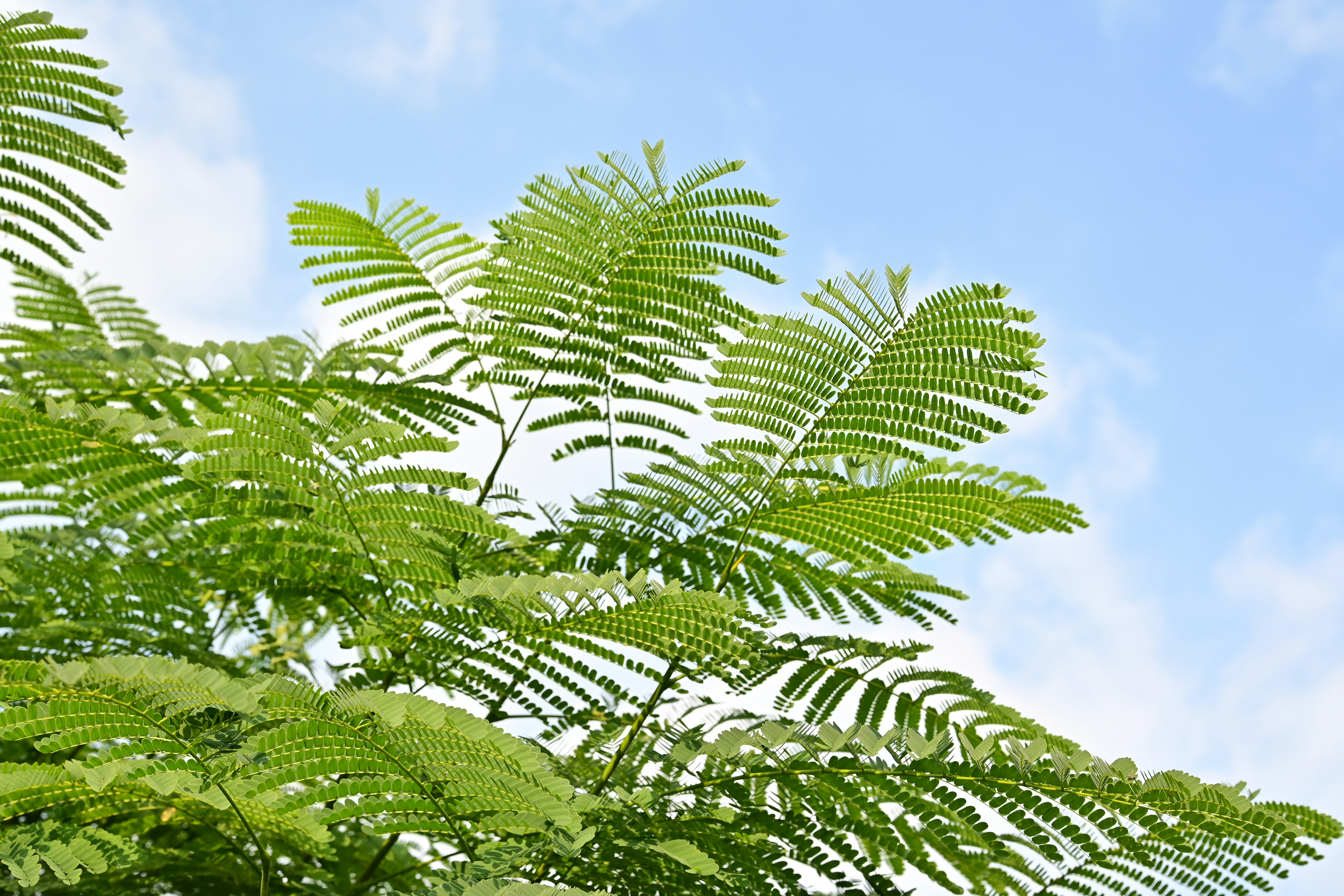Sunlit Fern Fronds Reach Toward a Clear Sky
