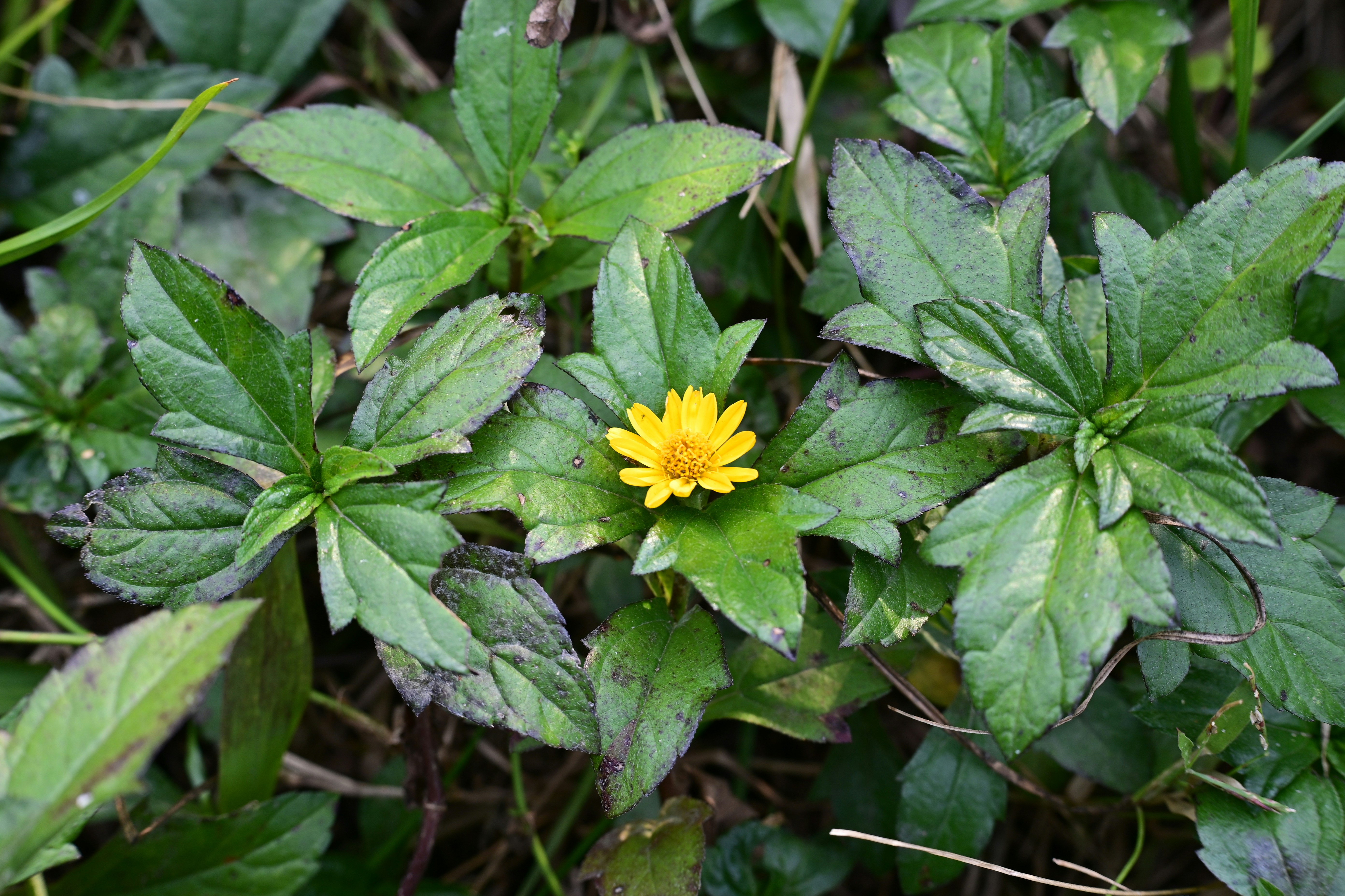 Sunlit Yellow Blossom Crowned Among Green Leaves