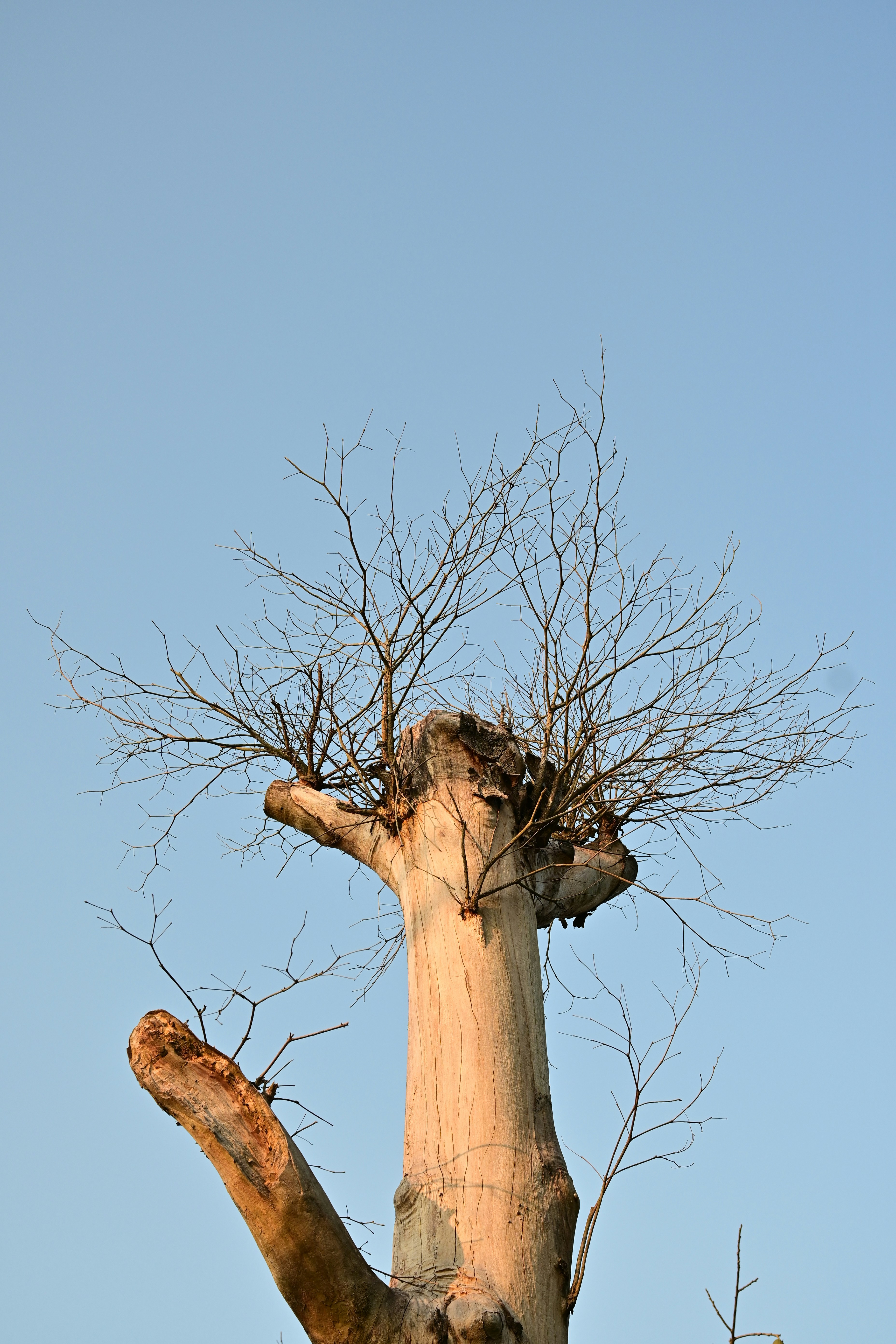Sun-bleached Ghost of a Tree Reaching for the Sky