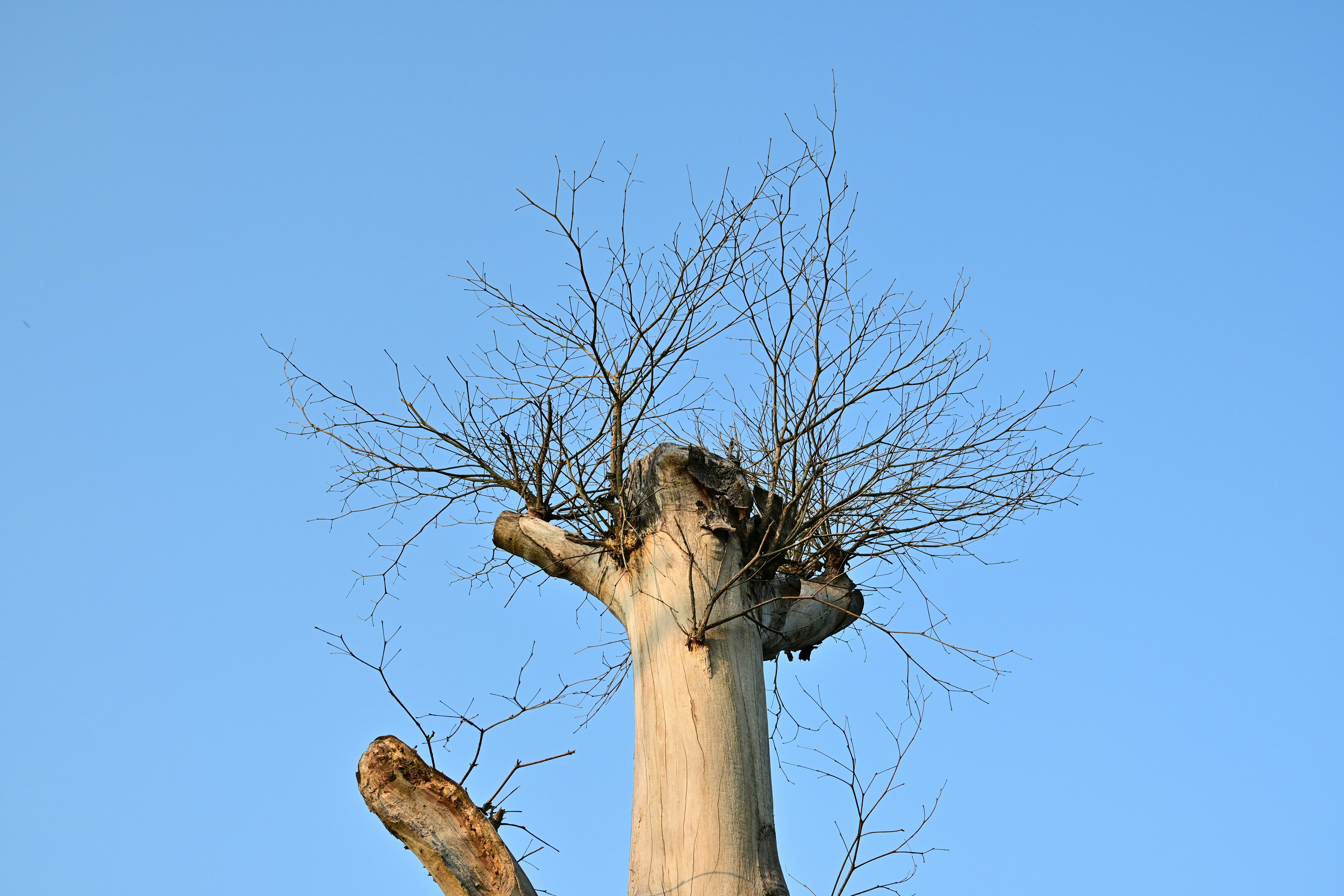 Lone Pruned Trunk Reaching Toward a Bright Sky