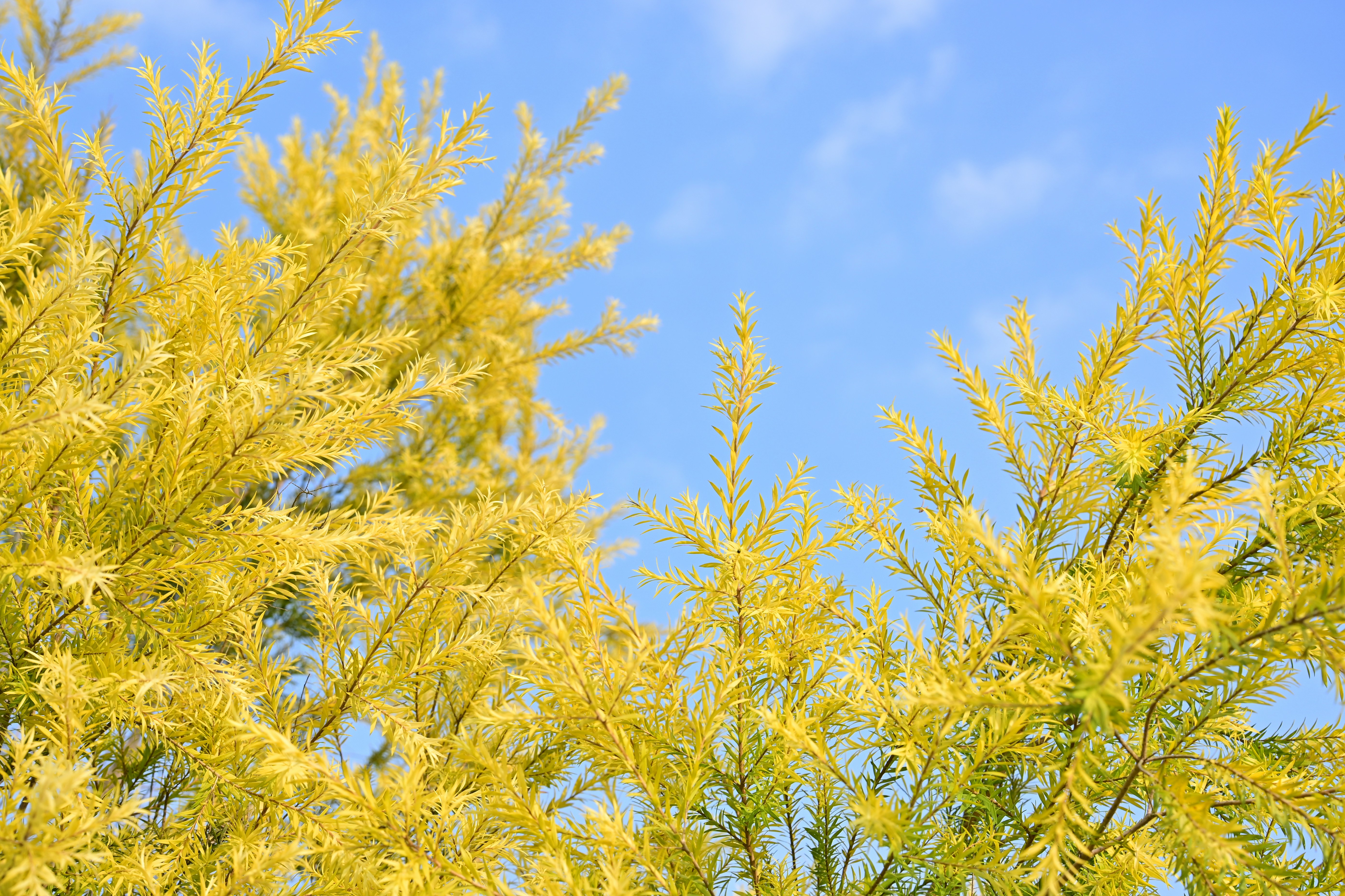Sunlit Golden Canopy Against a Cerulean Sky