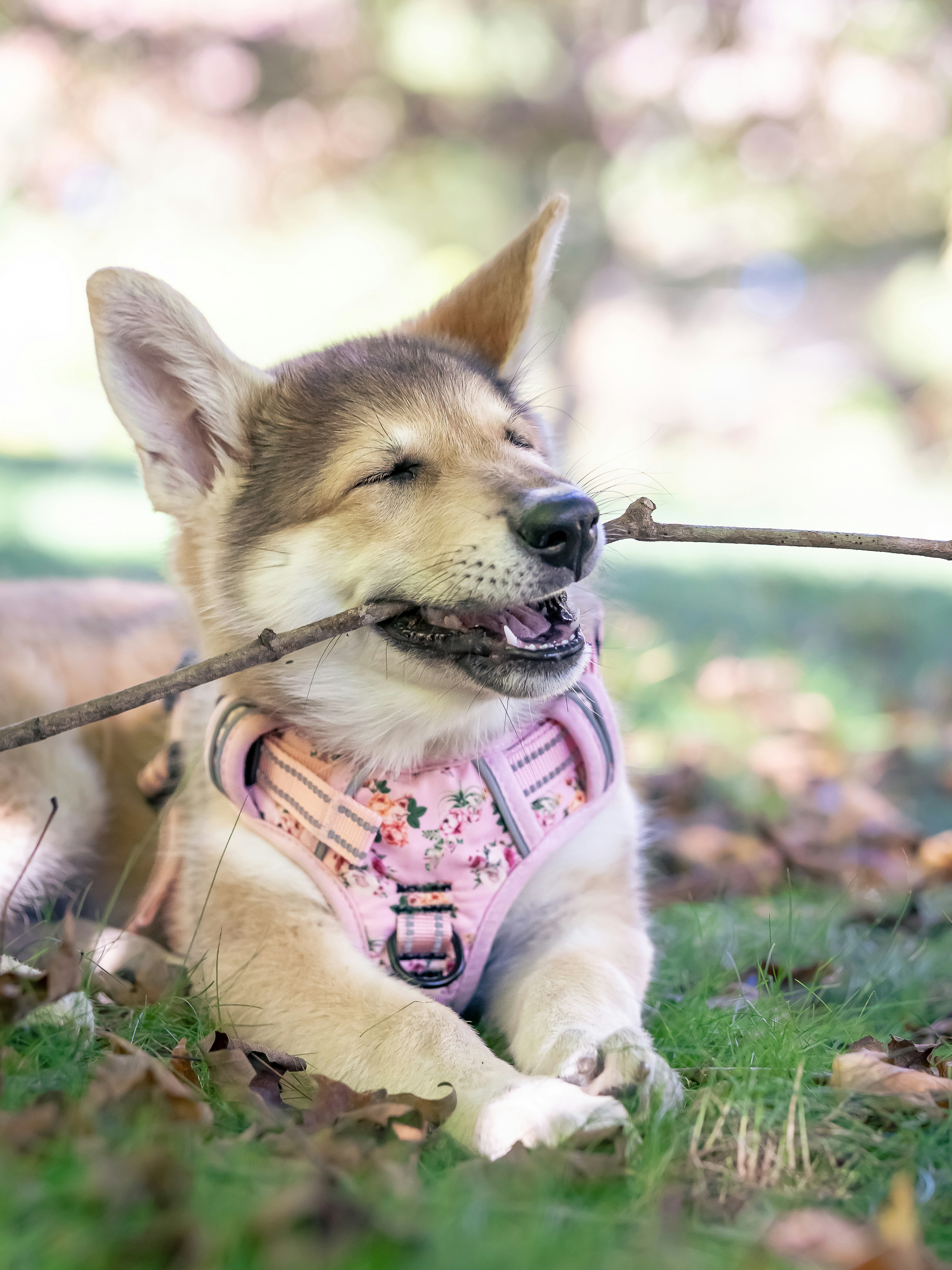 Playful Pup Grips a Branch in a Sunlit Park