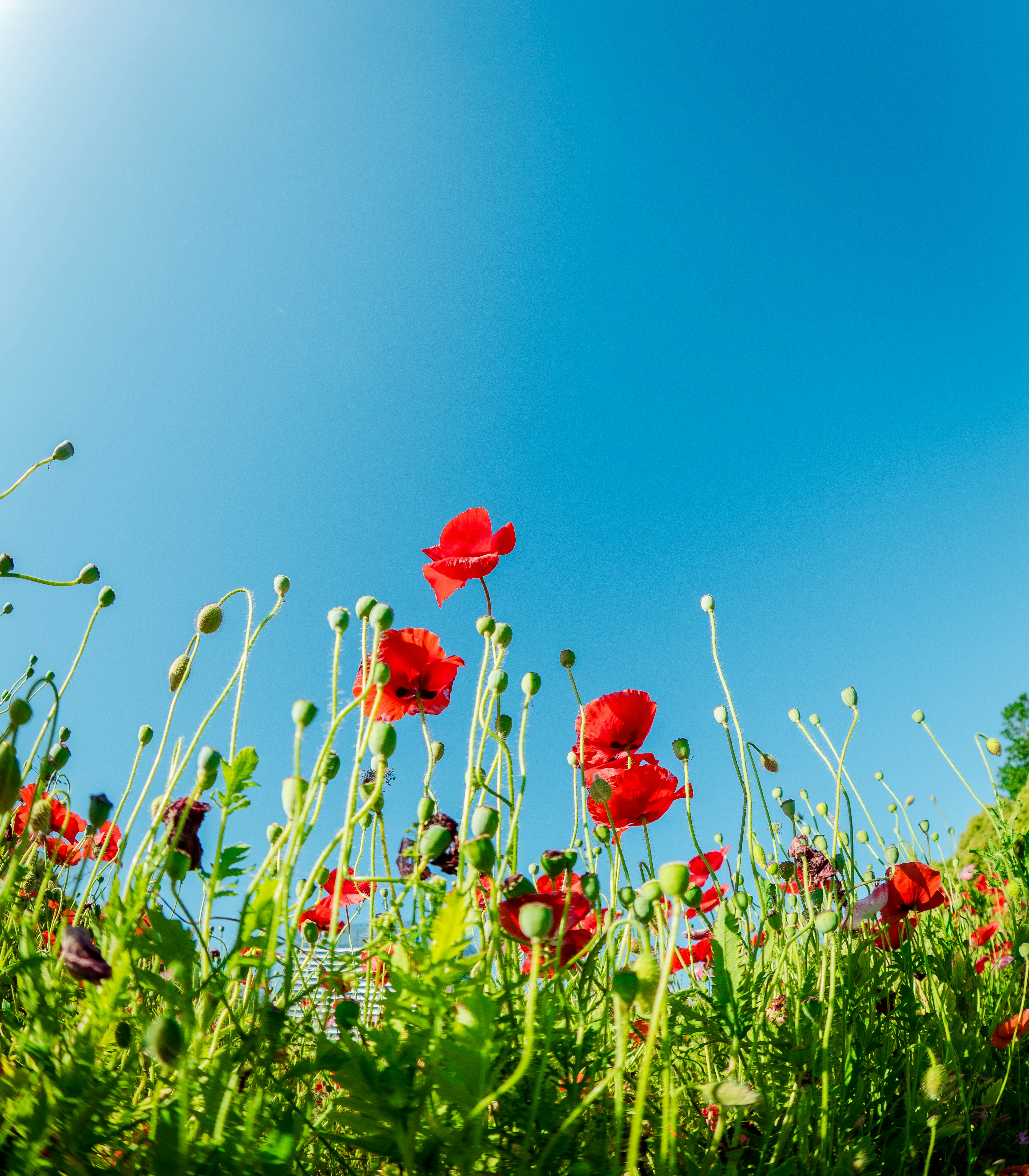 Crimson Bloom Rising Over Emerald Field