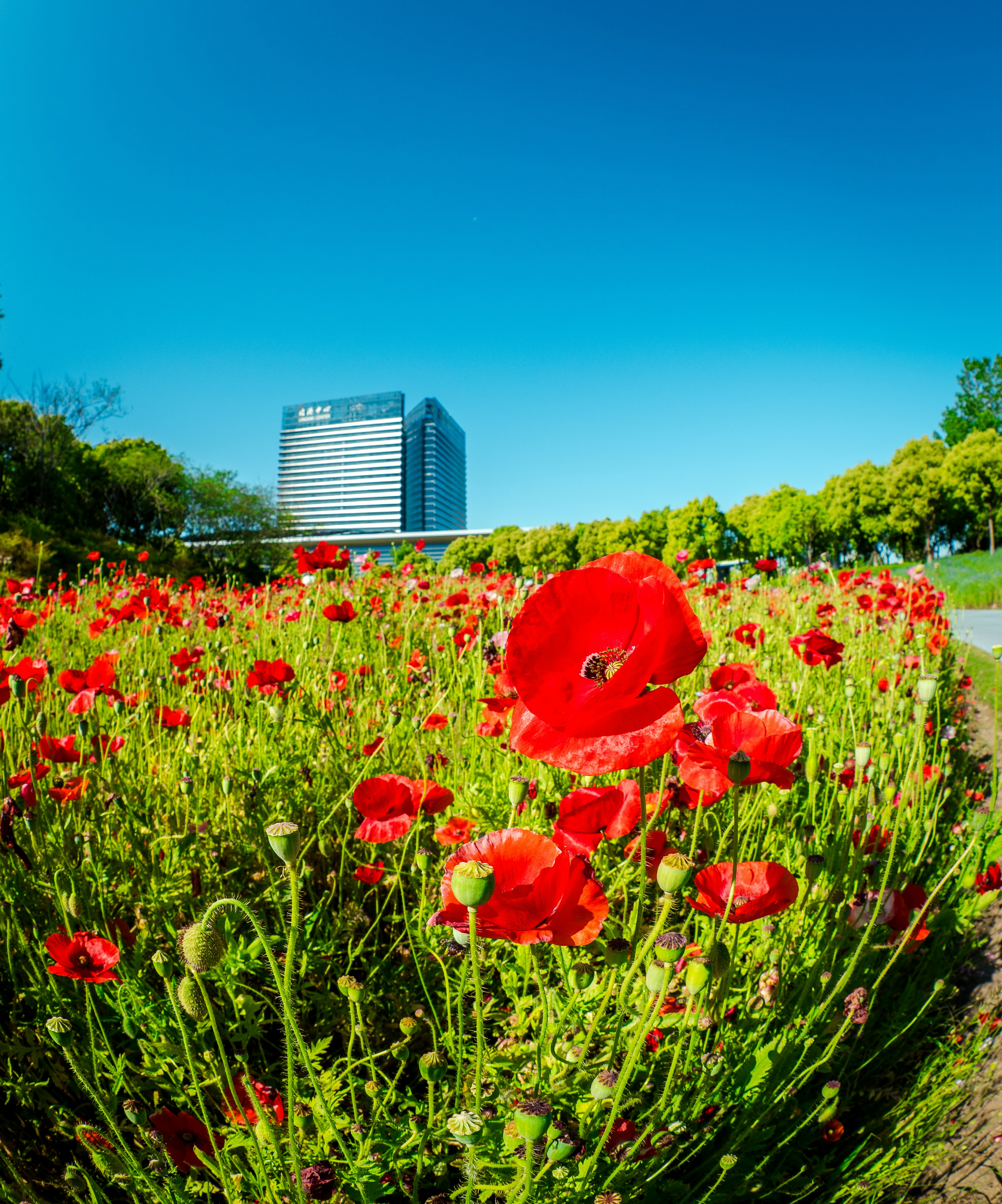 Crimson Carpet: A Field of Poppies with a Glass Tower Above