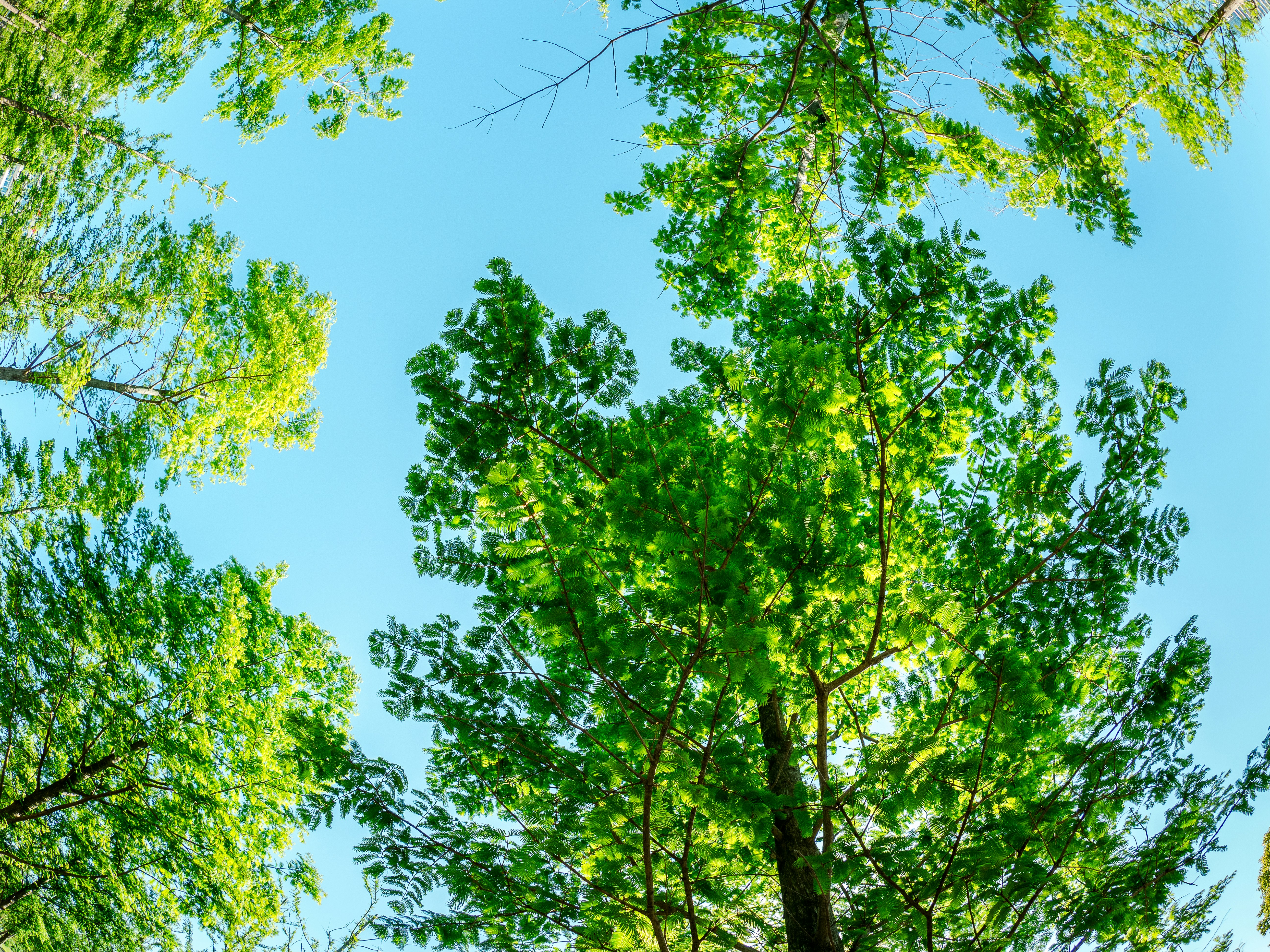 Emerald Canopy: Sunlit Foliage Reaching Toward a Clear Sky
