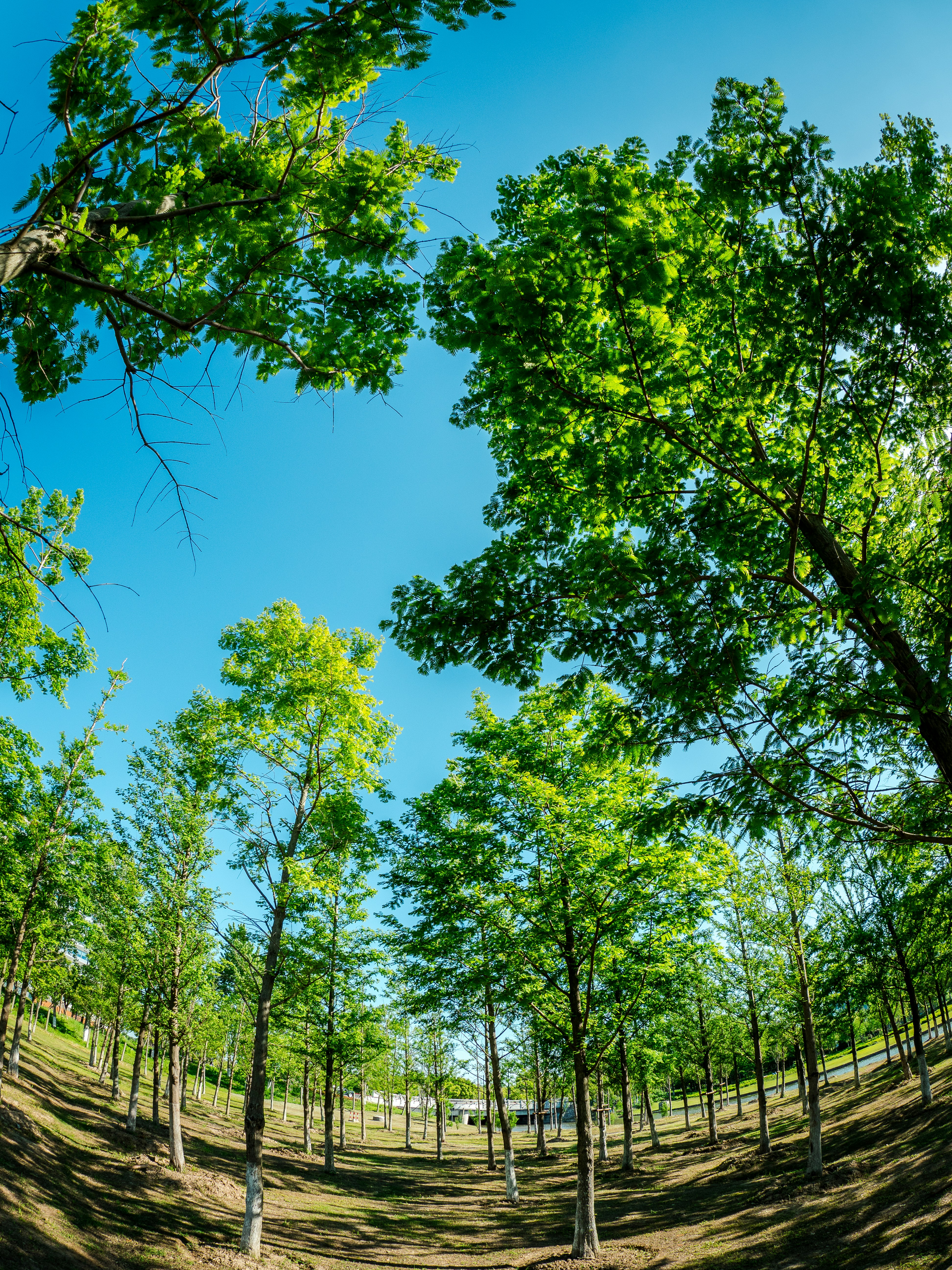 Forest canopy toward the horizon: a sunlit avenue of young trees