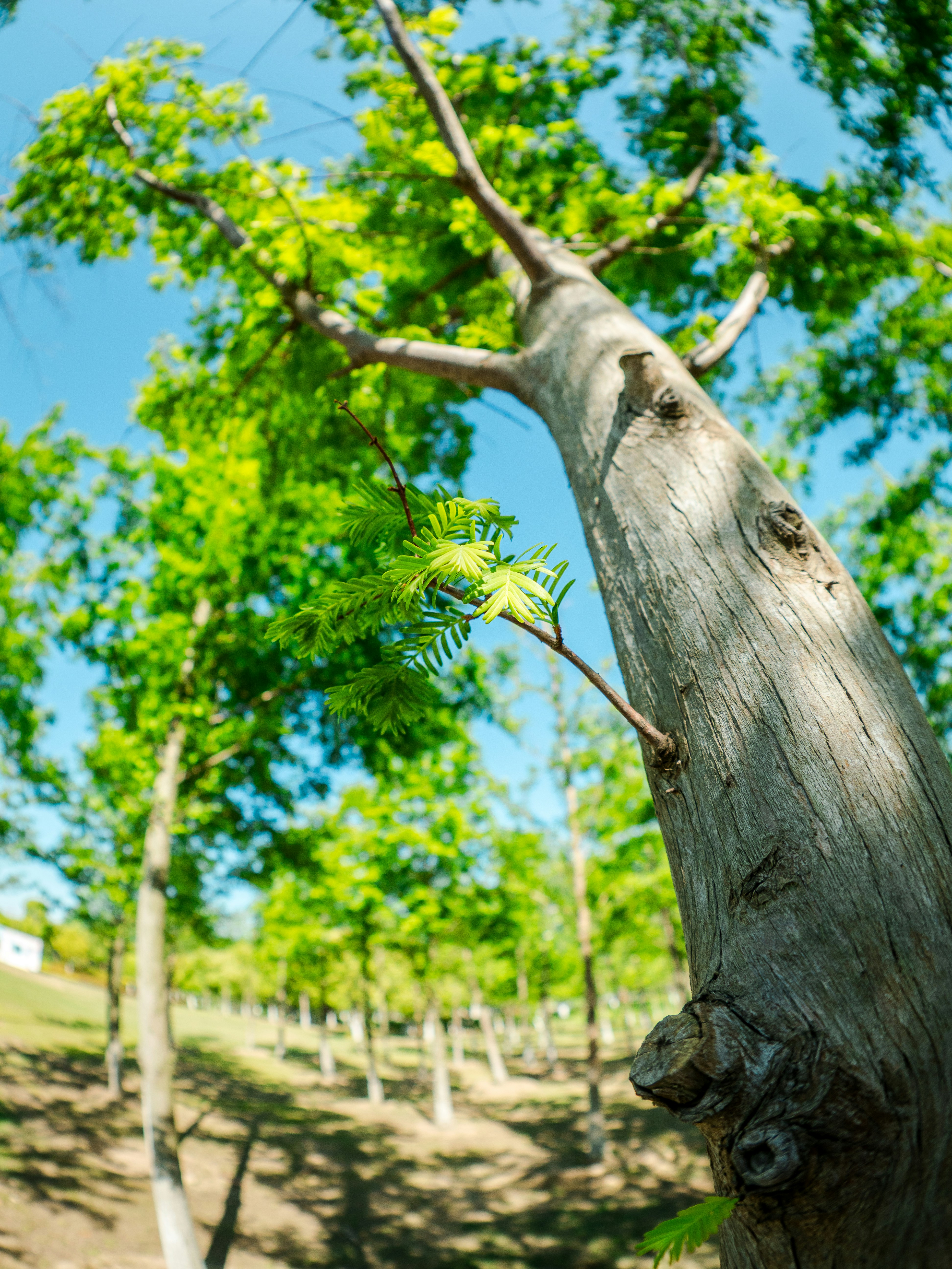 A Weathered Trunk Reaching Toward Sunlit Canopy