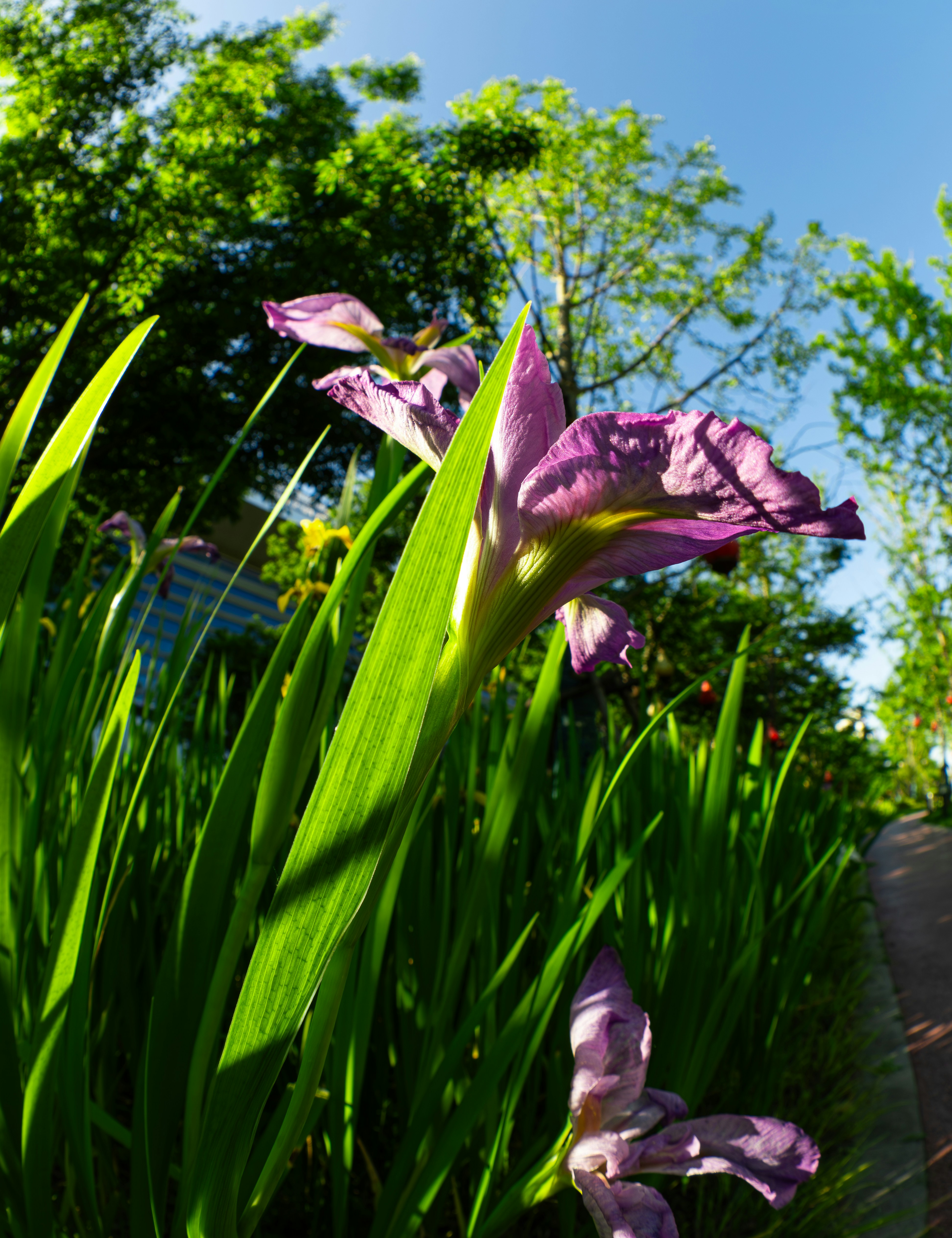 Purple iris surge along a sunlit garden edge
