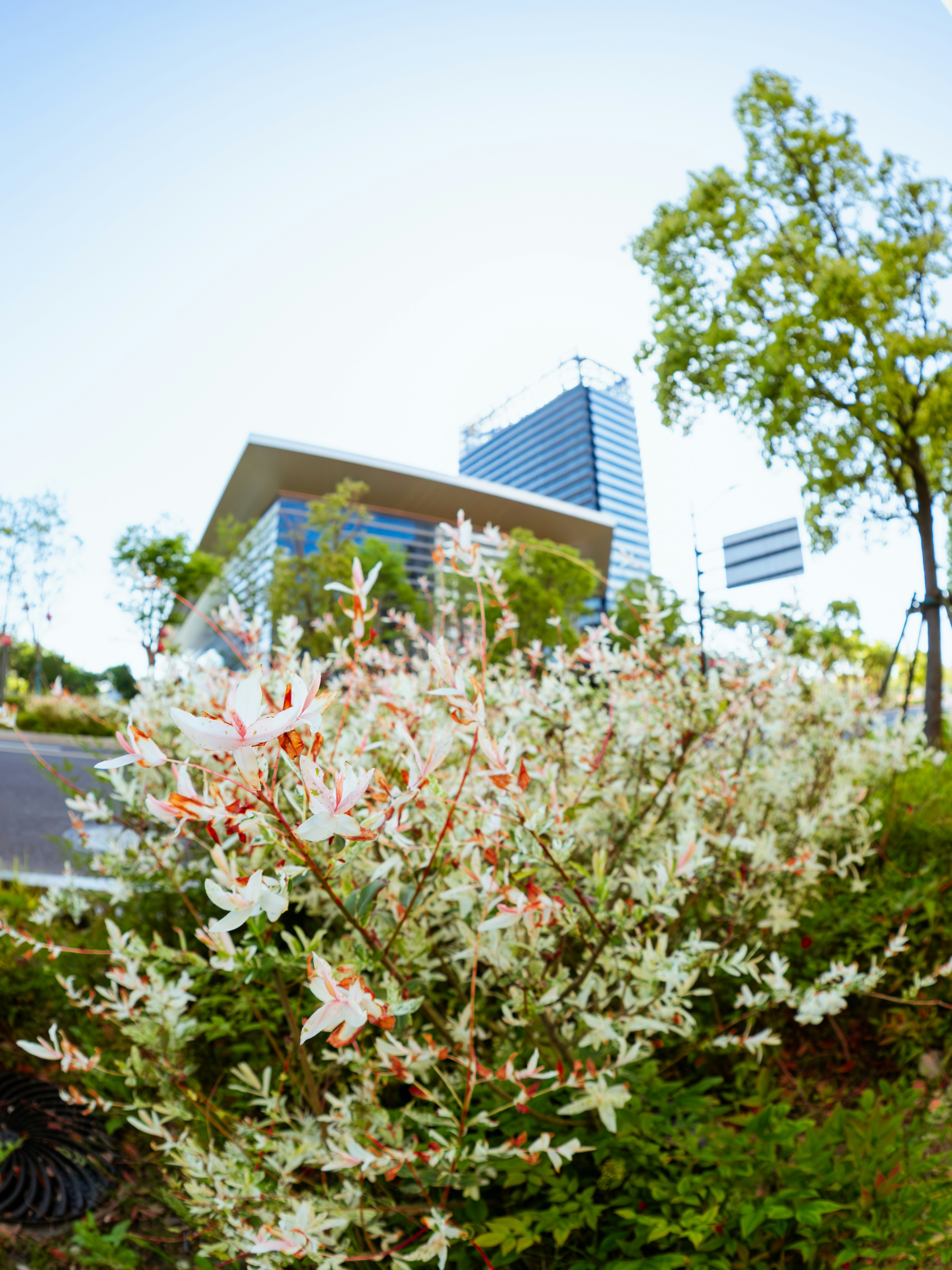 Blooming foreground, modern campus building fading into sky
