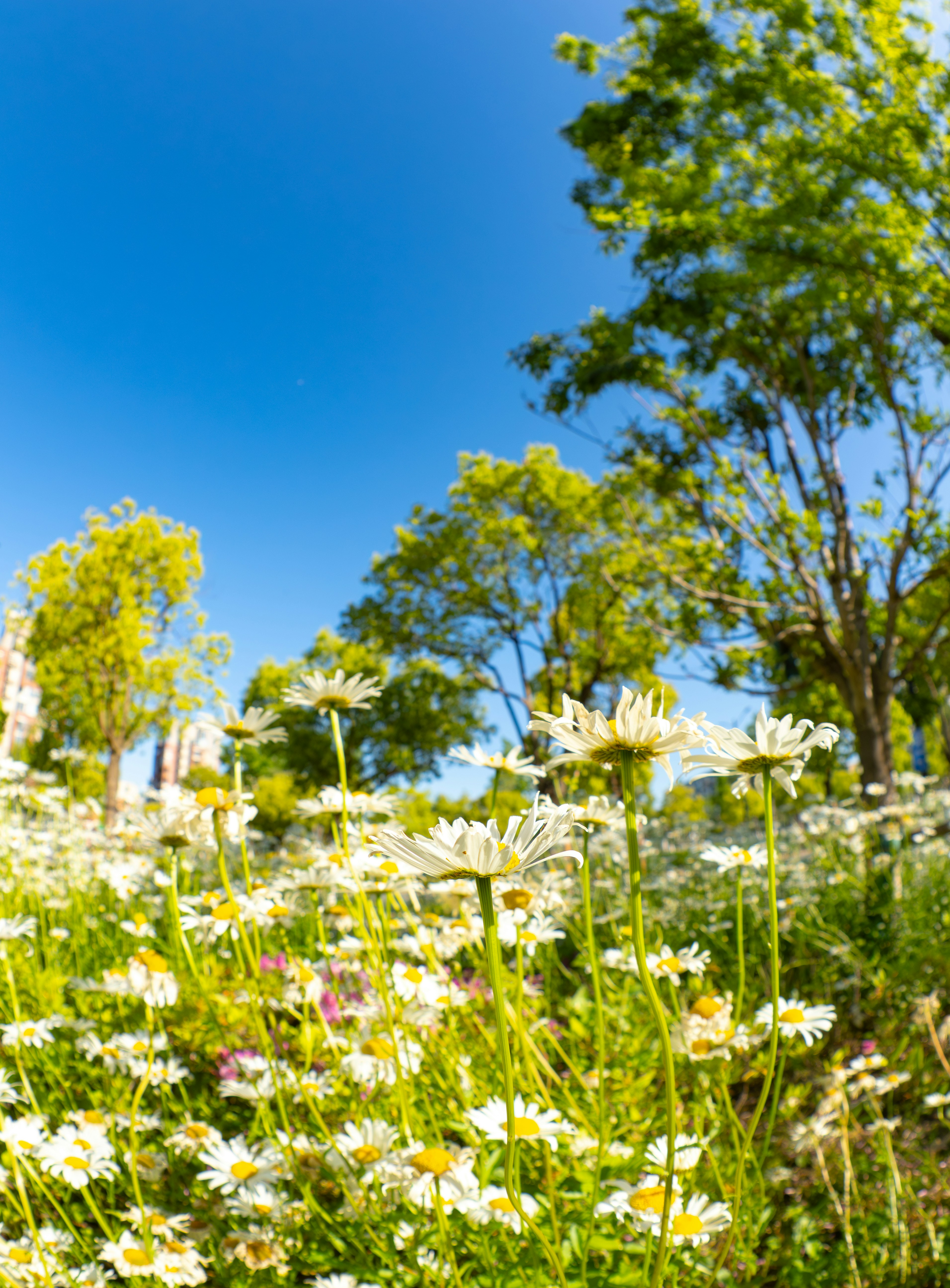 Daisy Sea of Light Under a Clear Summer Sky