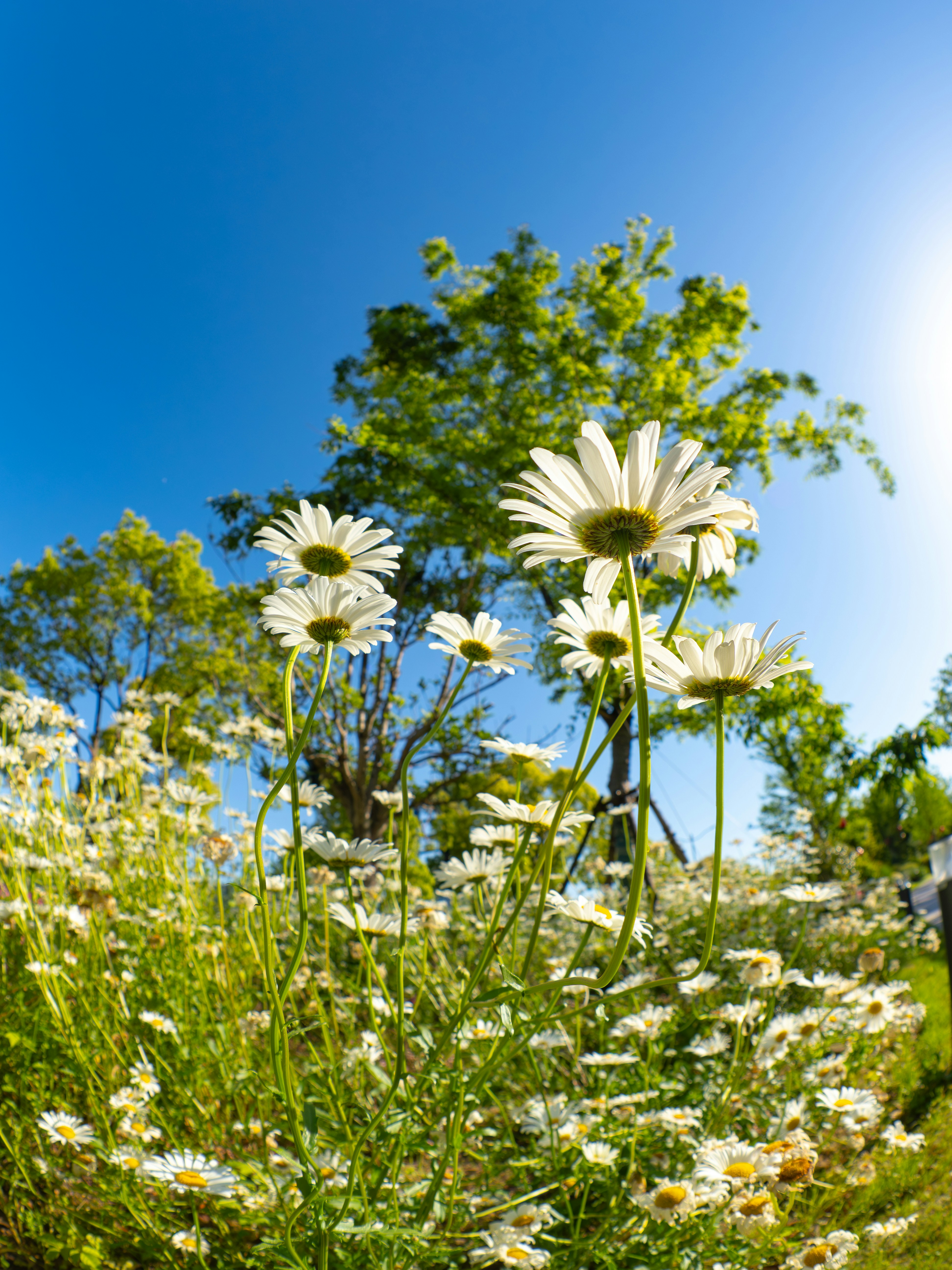 Sunlit Daisies in a Field Under a Radiant Summer Sky