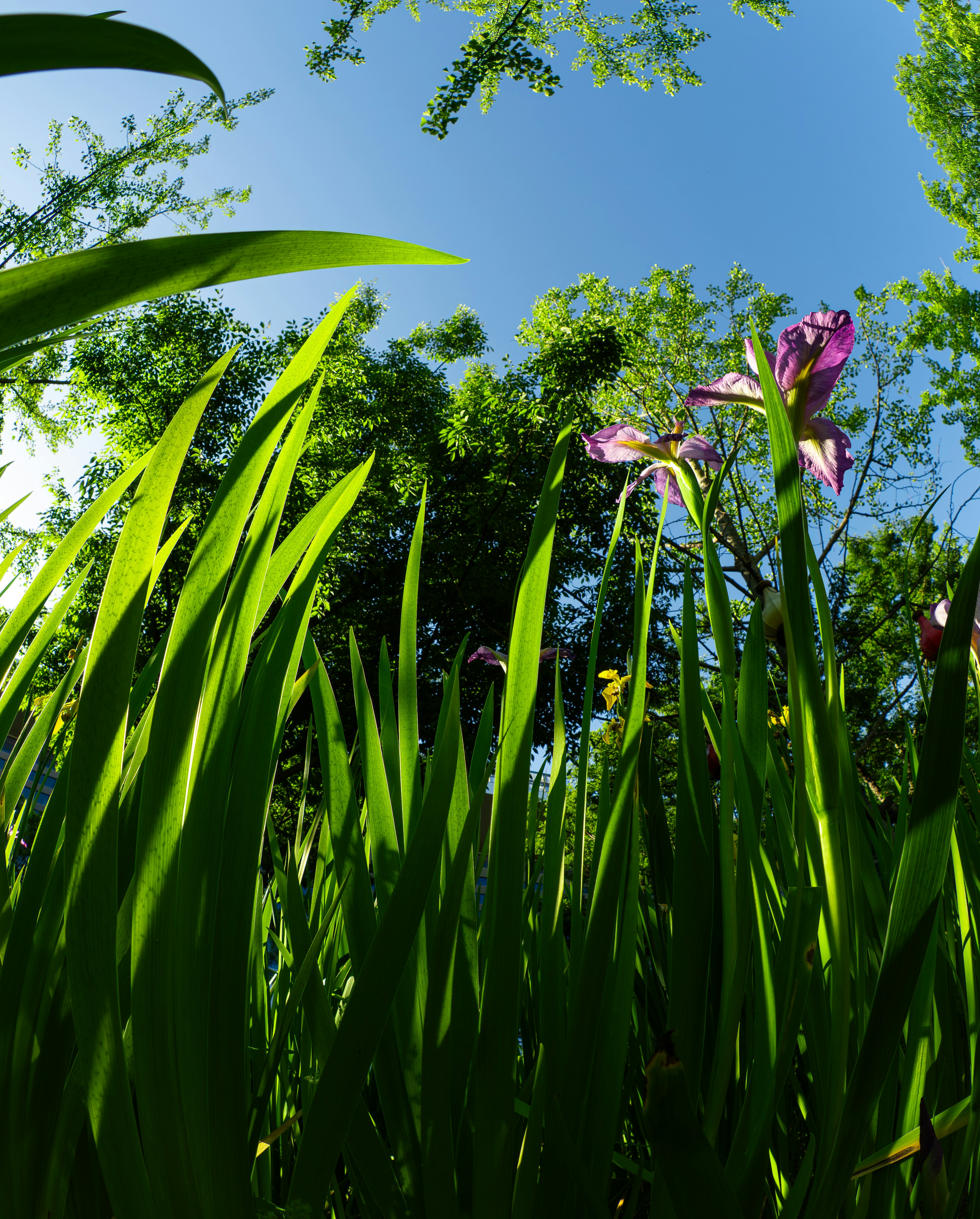 Emerald blades toward a skyward bloom