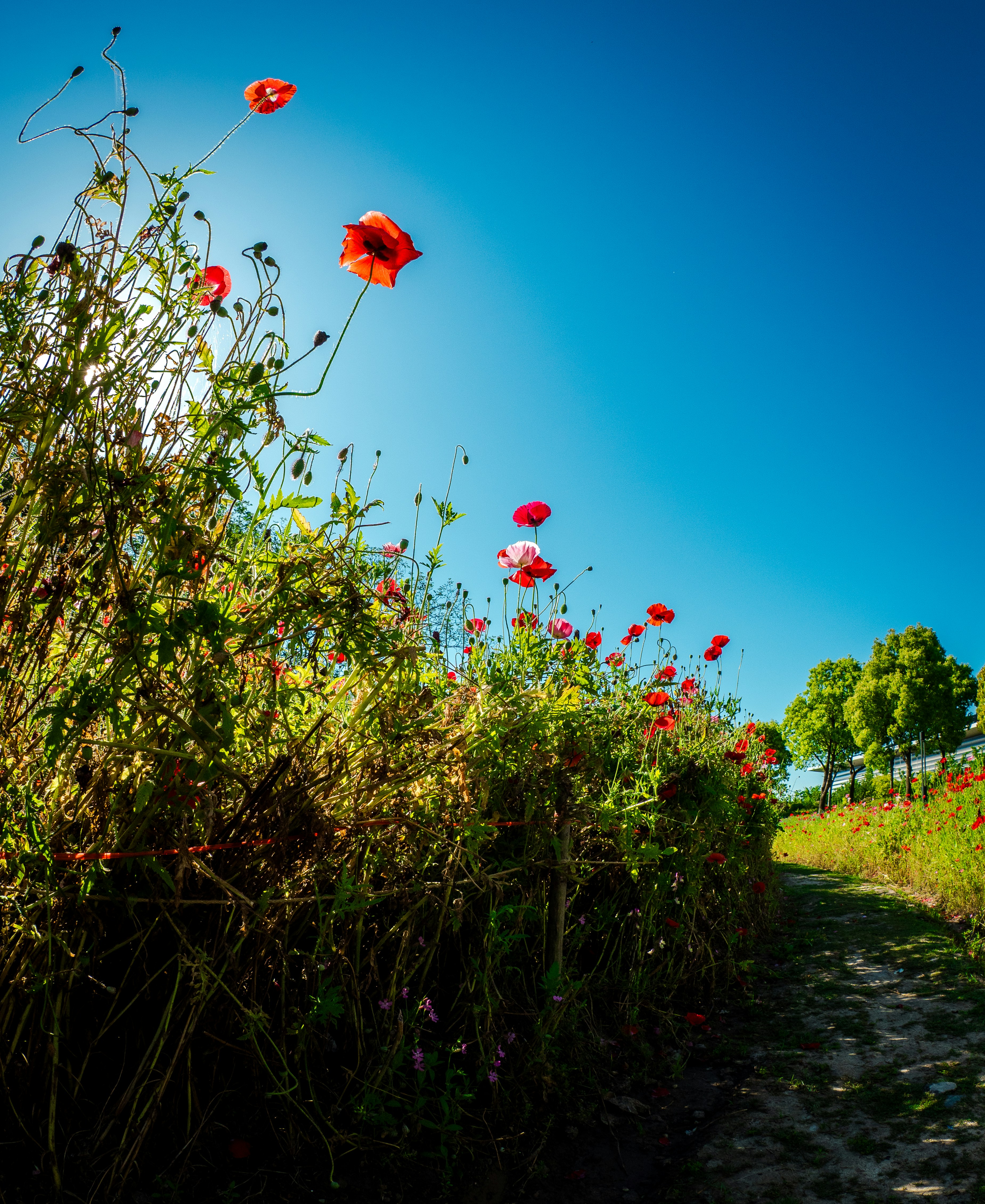 Bright red poppies rise along a sunlit path under a vivid blue sky, with a green hedge line and distant trees framing a rural walkway.