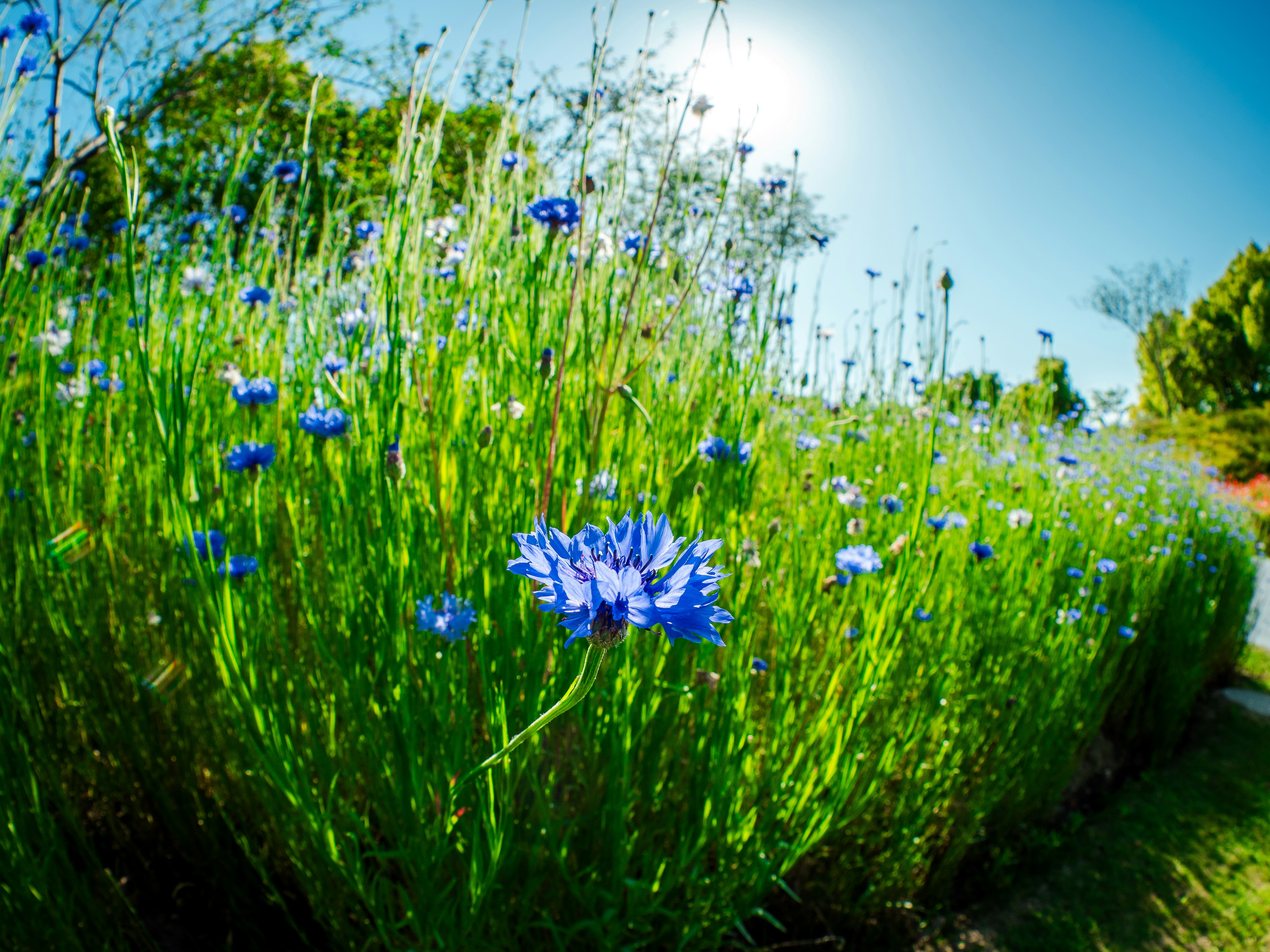 Blue Bloom Verge: A Field of Cornflower Starlight