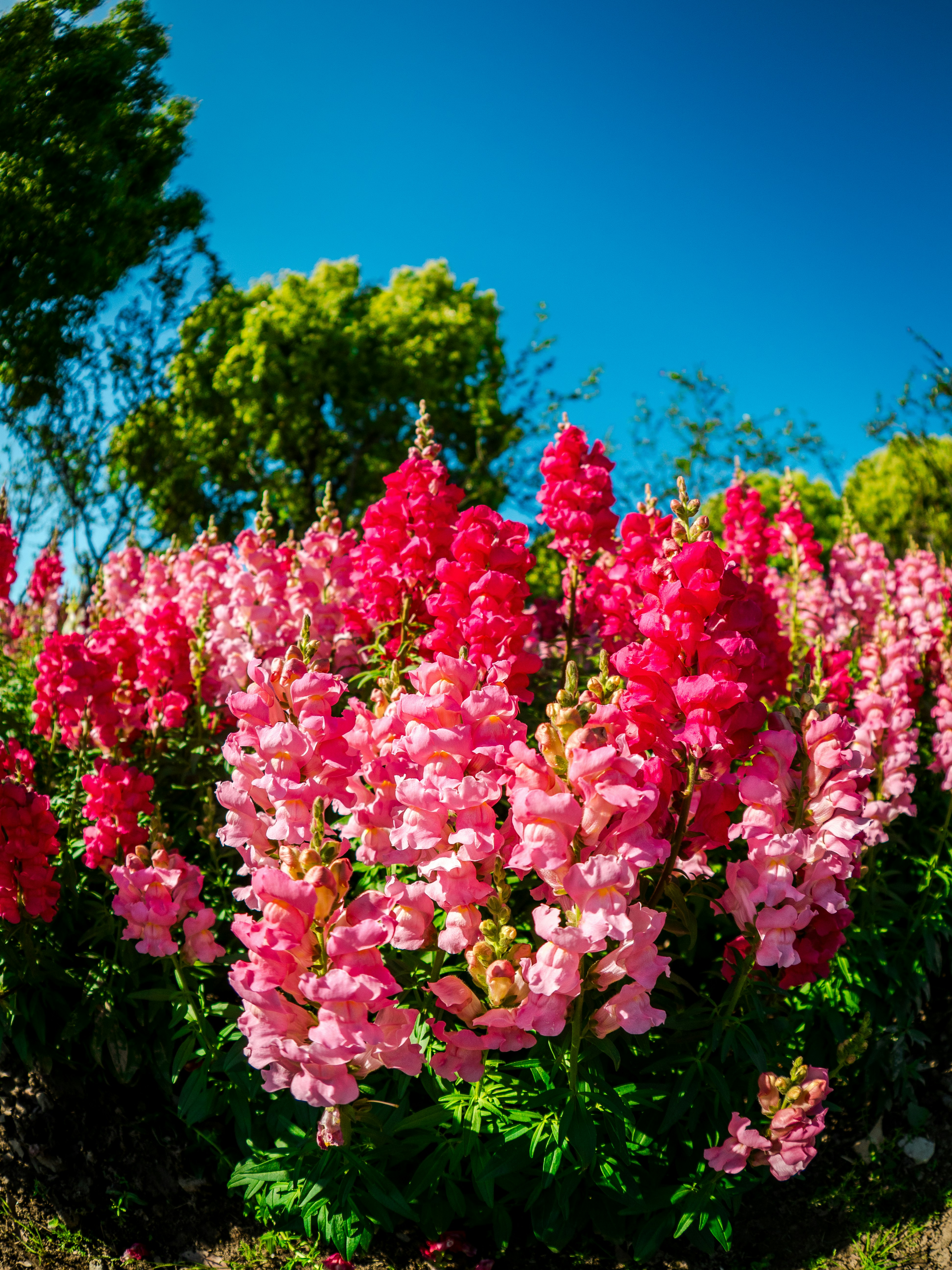 Vivid Snapdragon Sea Under a Crowned Blue Sky