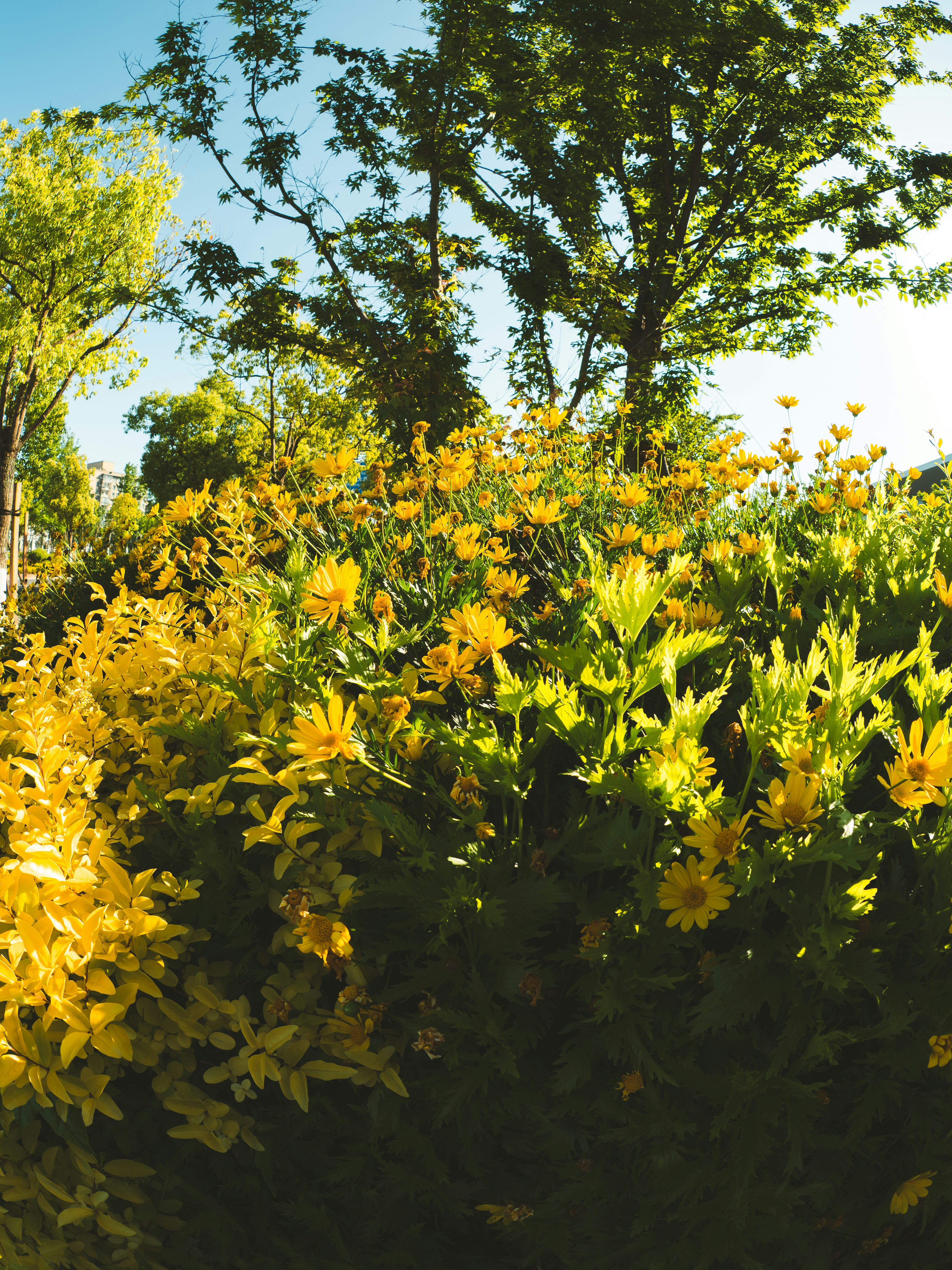 Sunlit spring bloom: a sea of yellow petals under a broad canopy