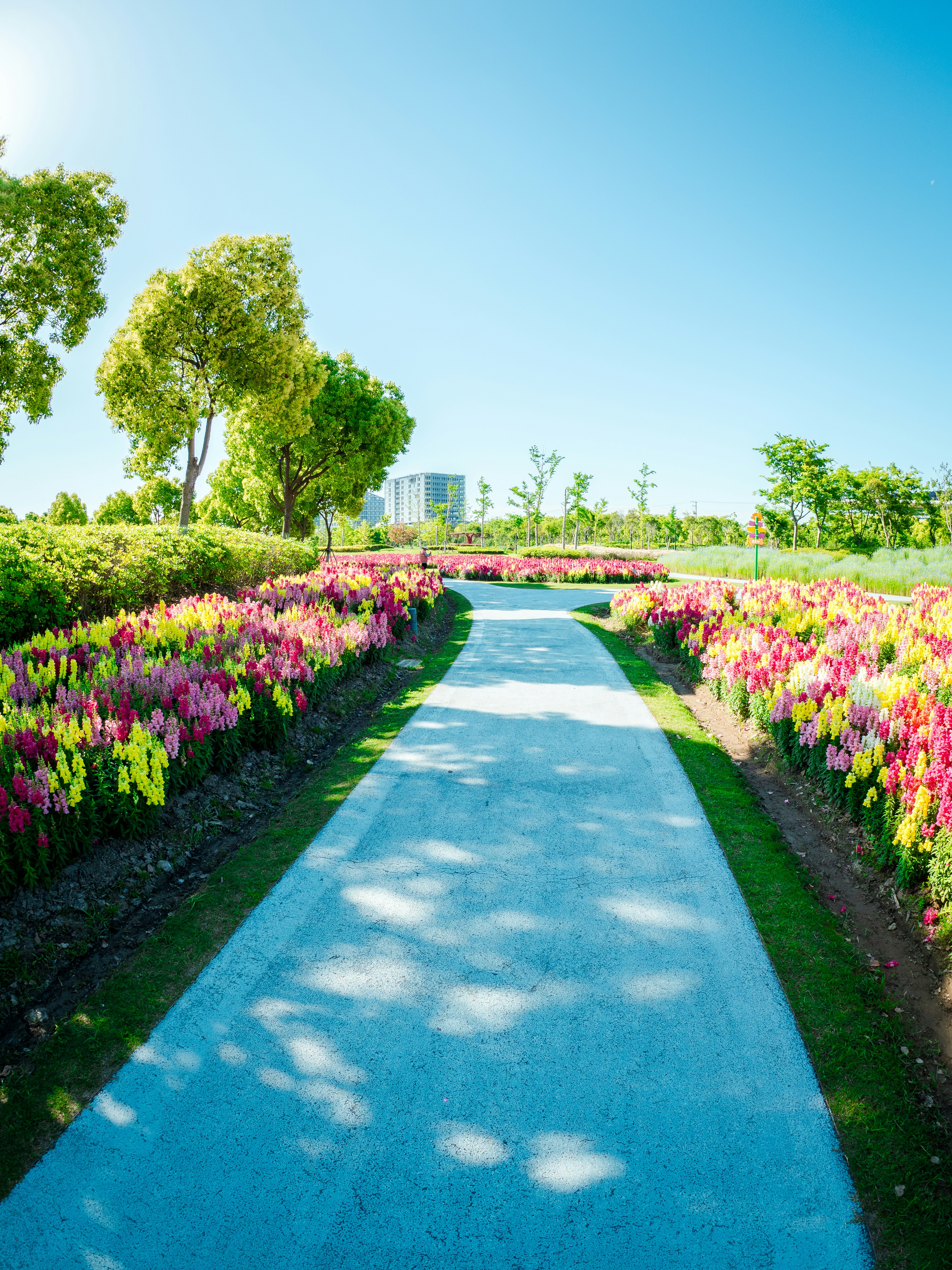 Sunlit Blossom Avenue: A Serene Garden Path Leading to the Horizon
