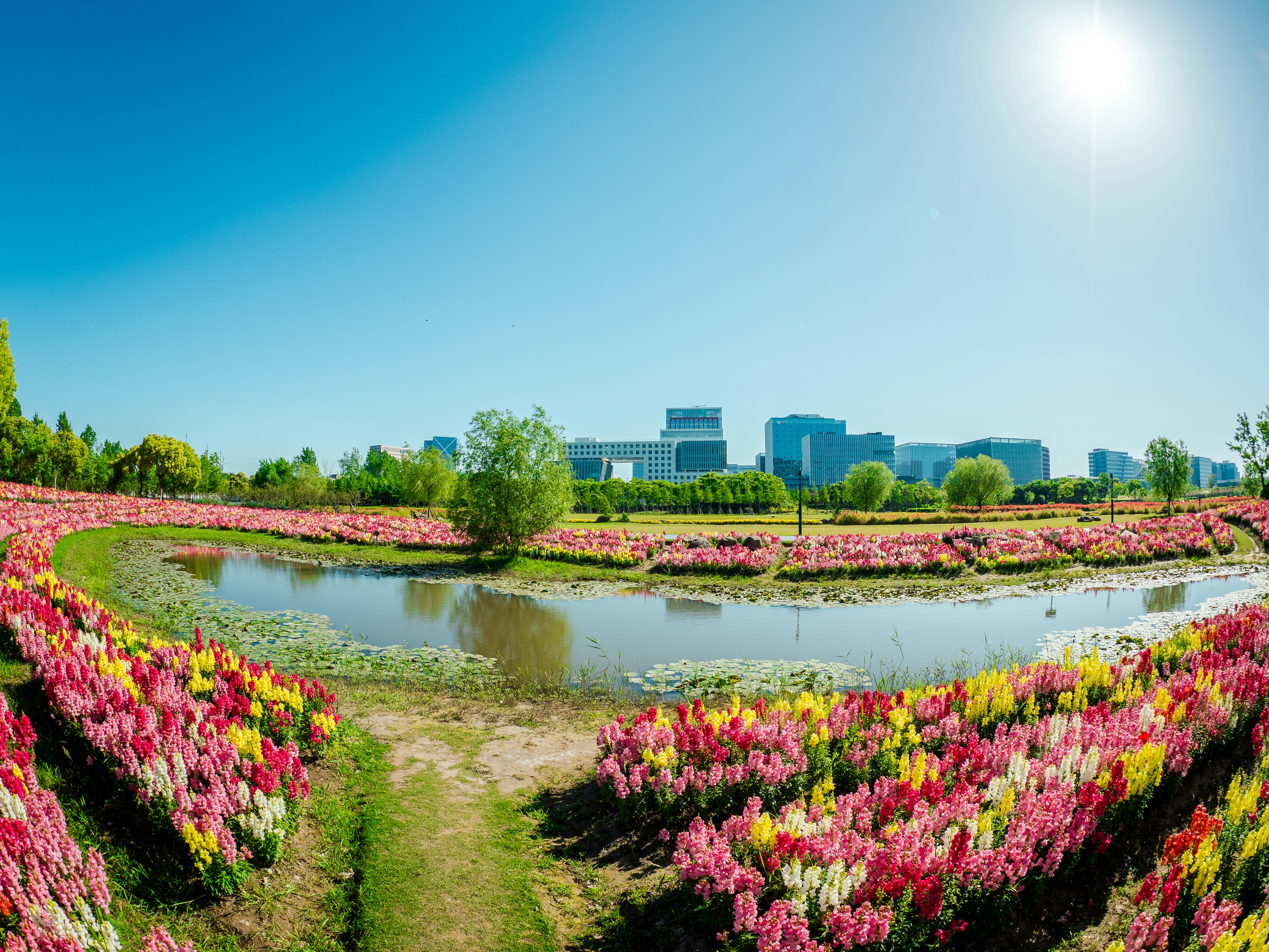 Floral Arc: A sunlit bend through a sea of blossoms