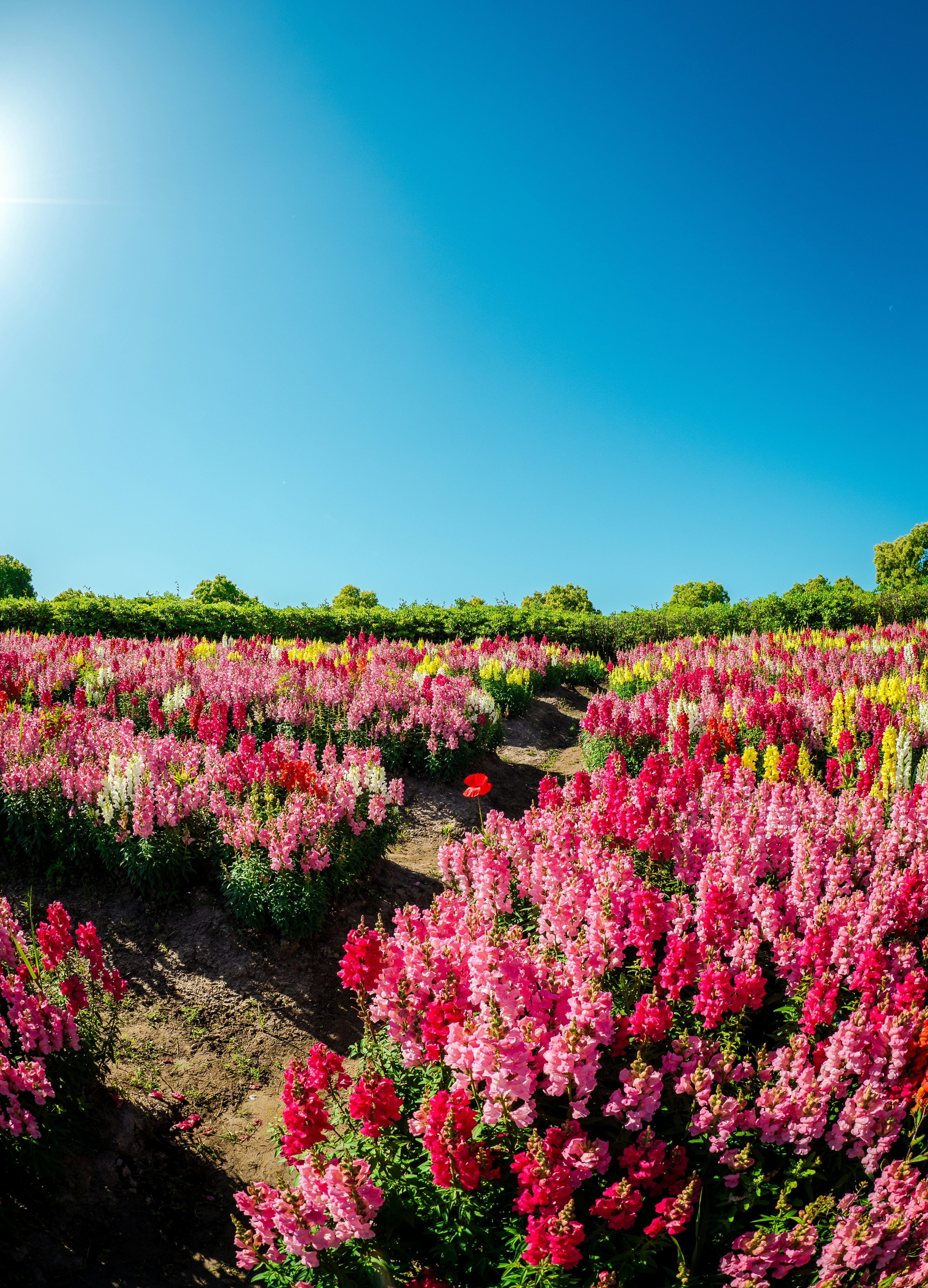 Fields of Pink: A Sunlit Bloom Corridor Under a Cerulean Sky