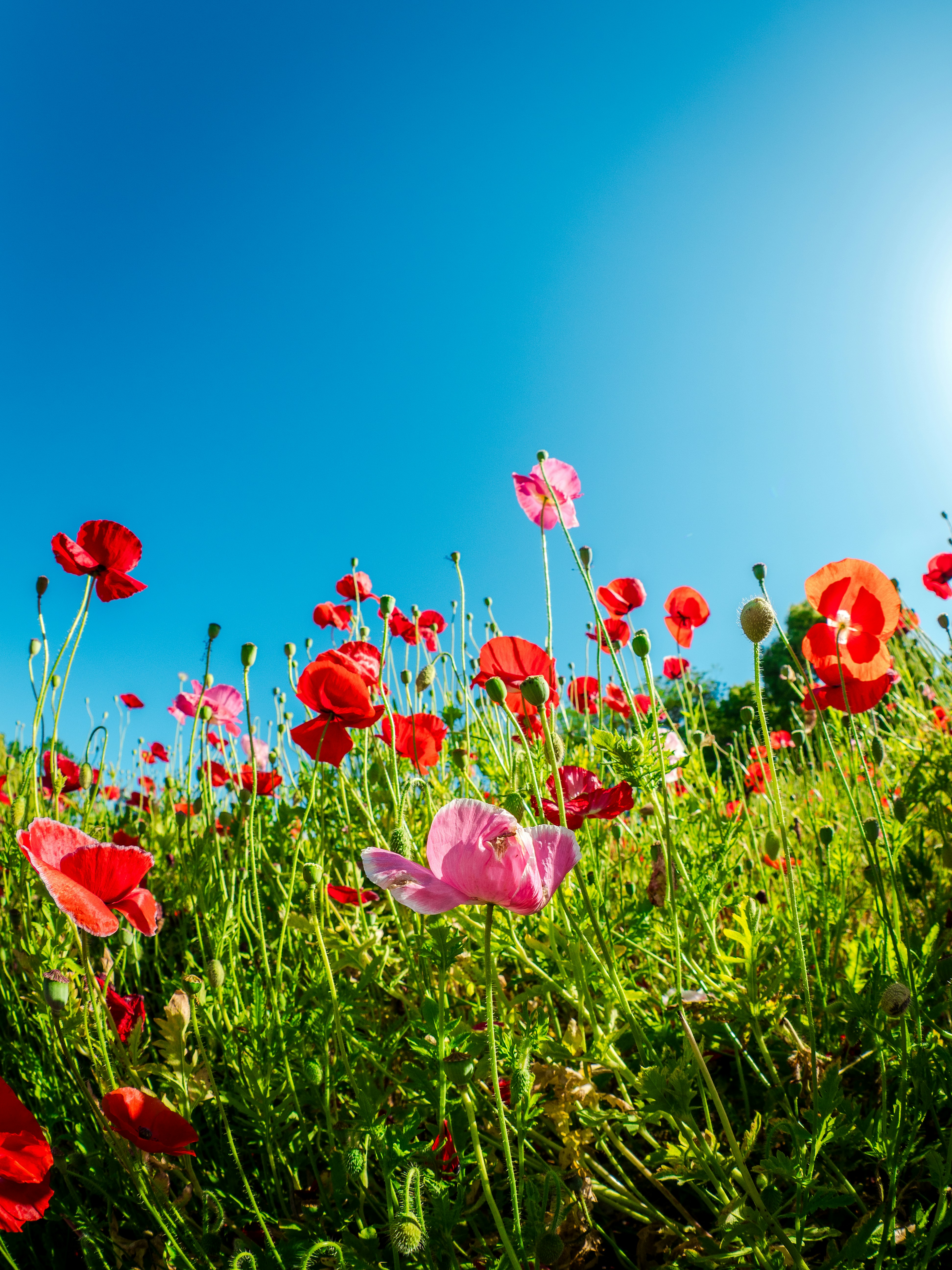Field of Crimson and Pink Poppies Under a Brilliant Sky