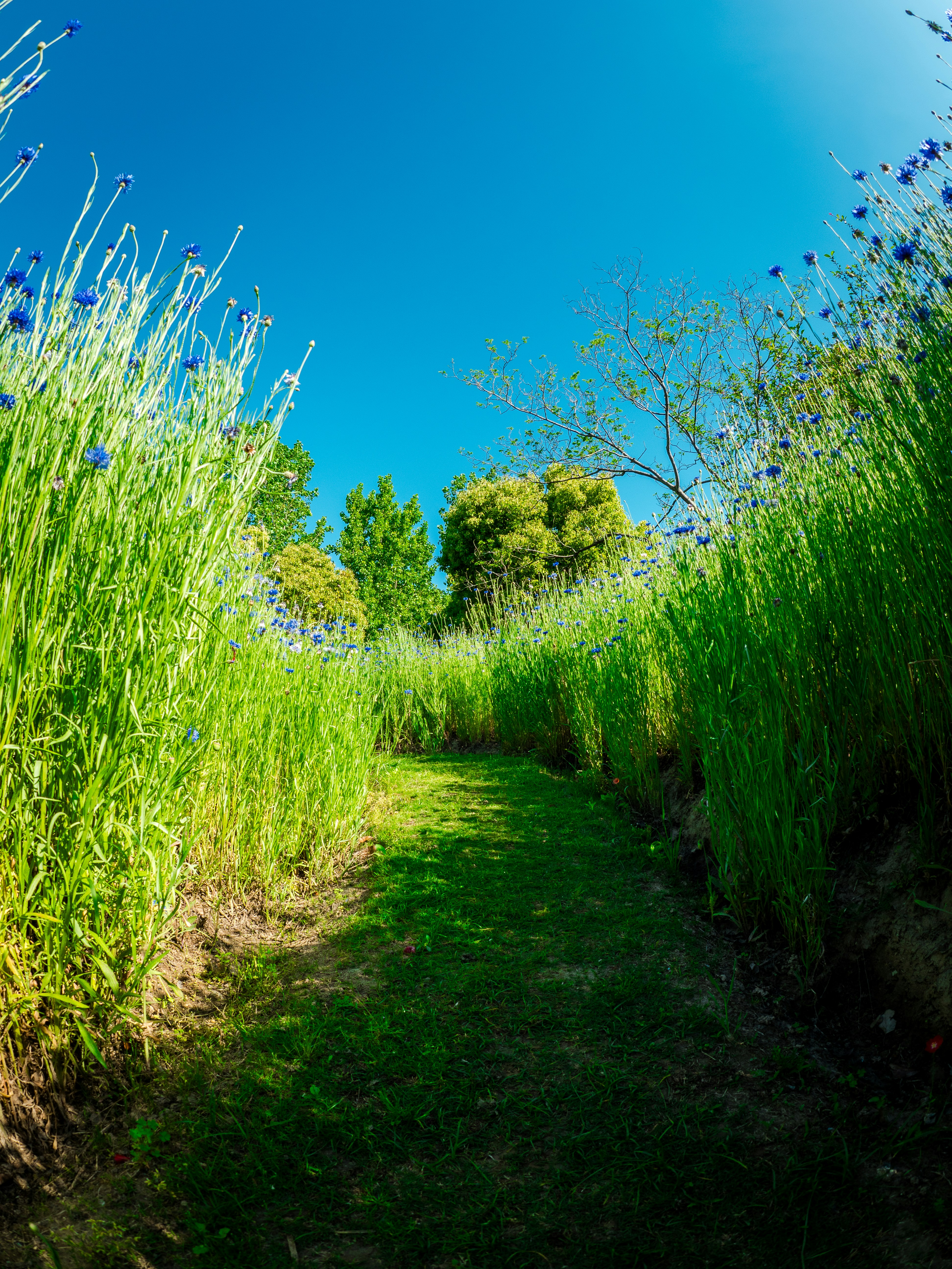 Sunlit Path Through a Lavender Corridor Under a Clear Sky
