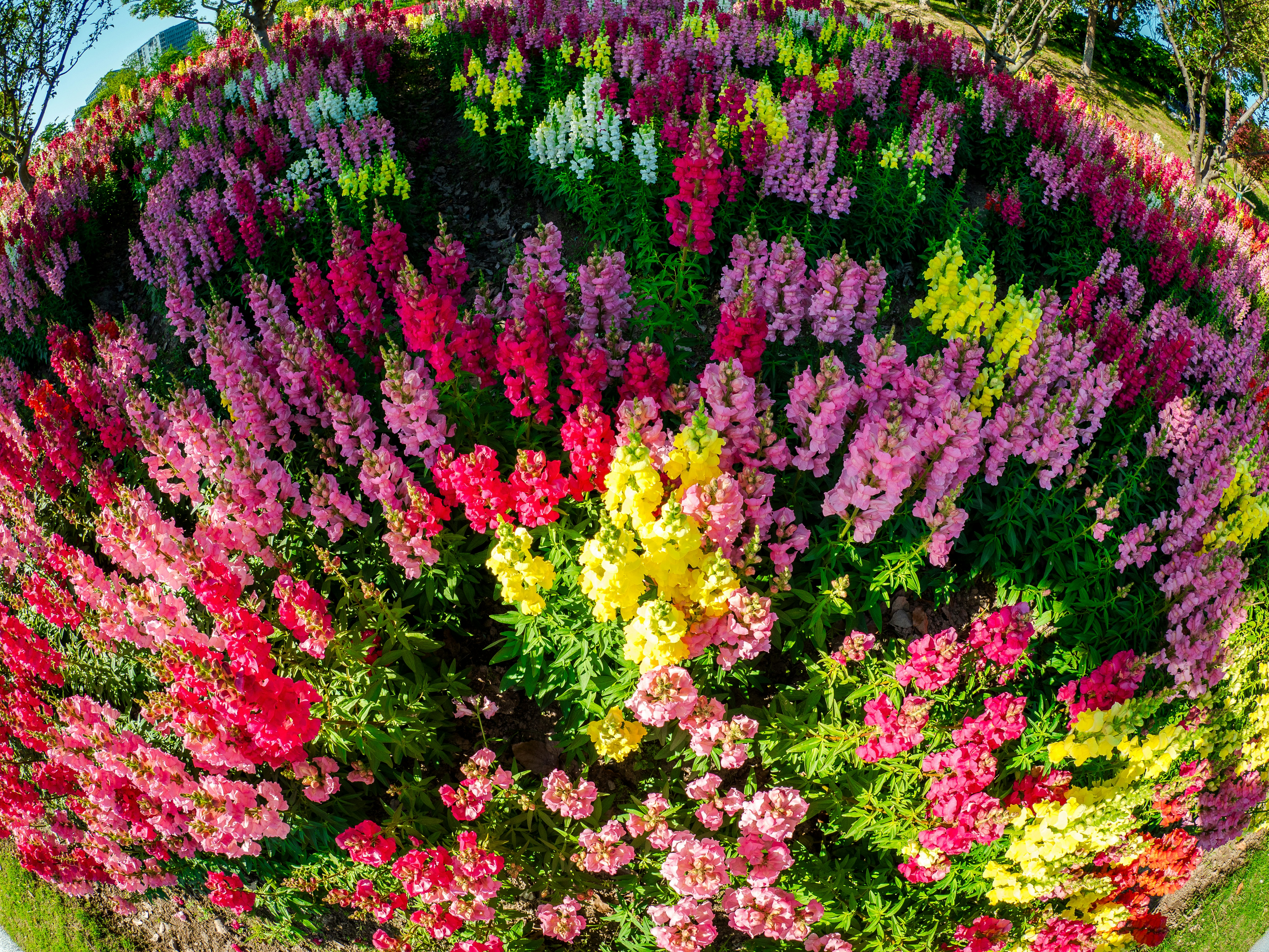 A Circular Floral Burst: Colorful Lupine Ring