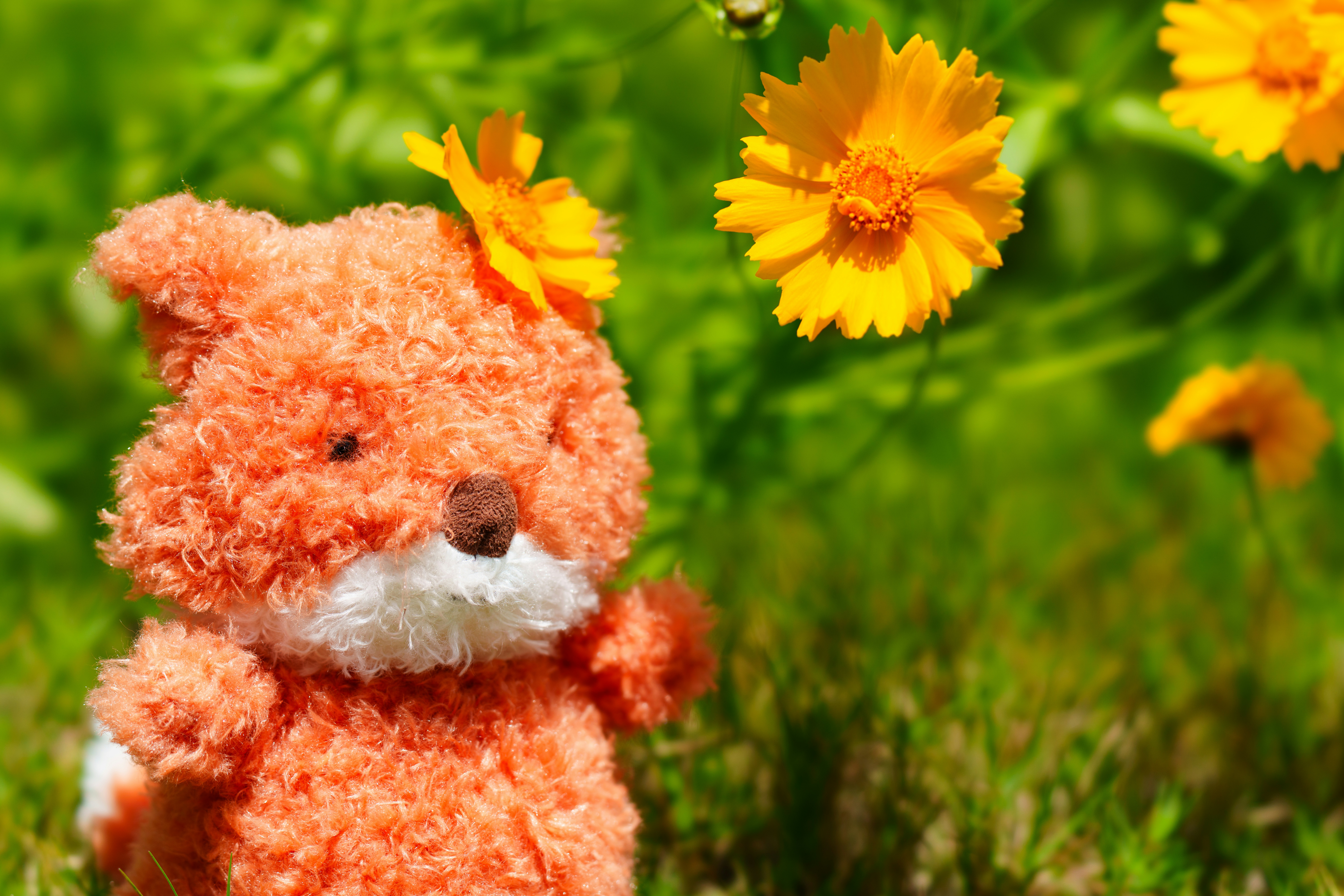 Orange Teddy in Sunlit Meadow with Bright Marigolds